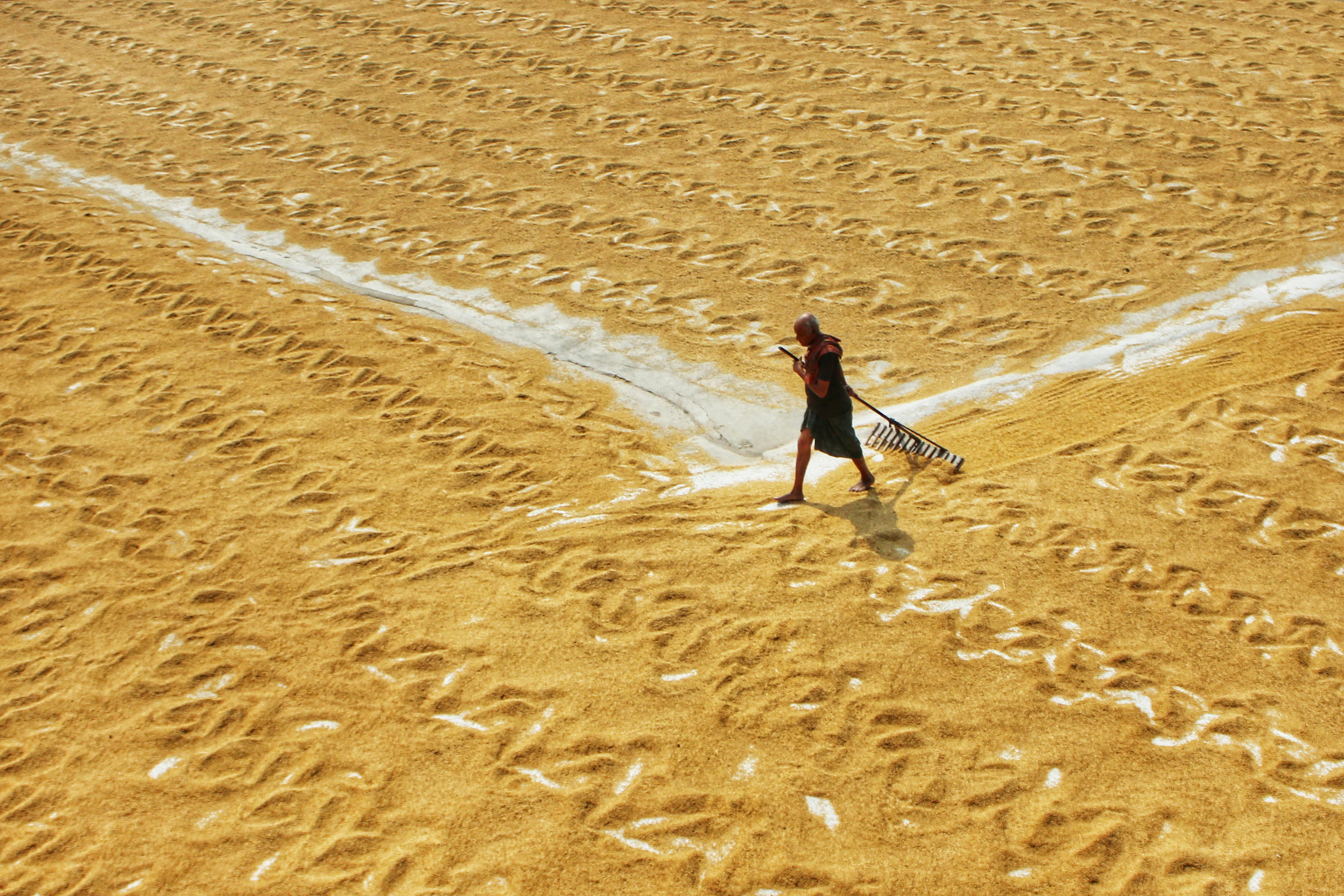 Farmer Drying Rice Grain in a Field · Free Stock Photo