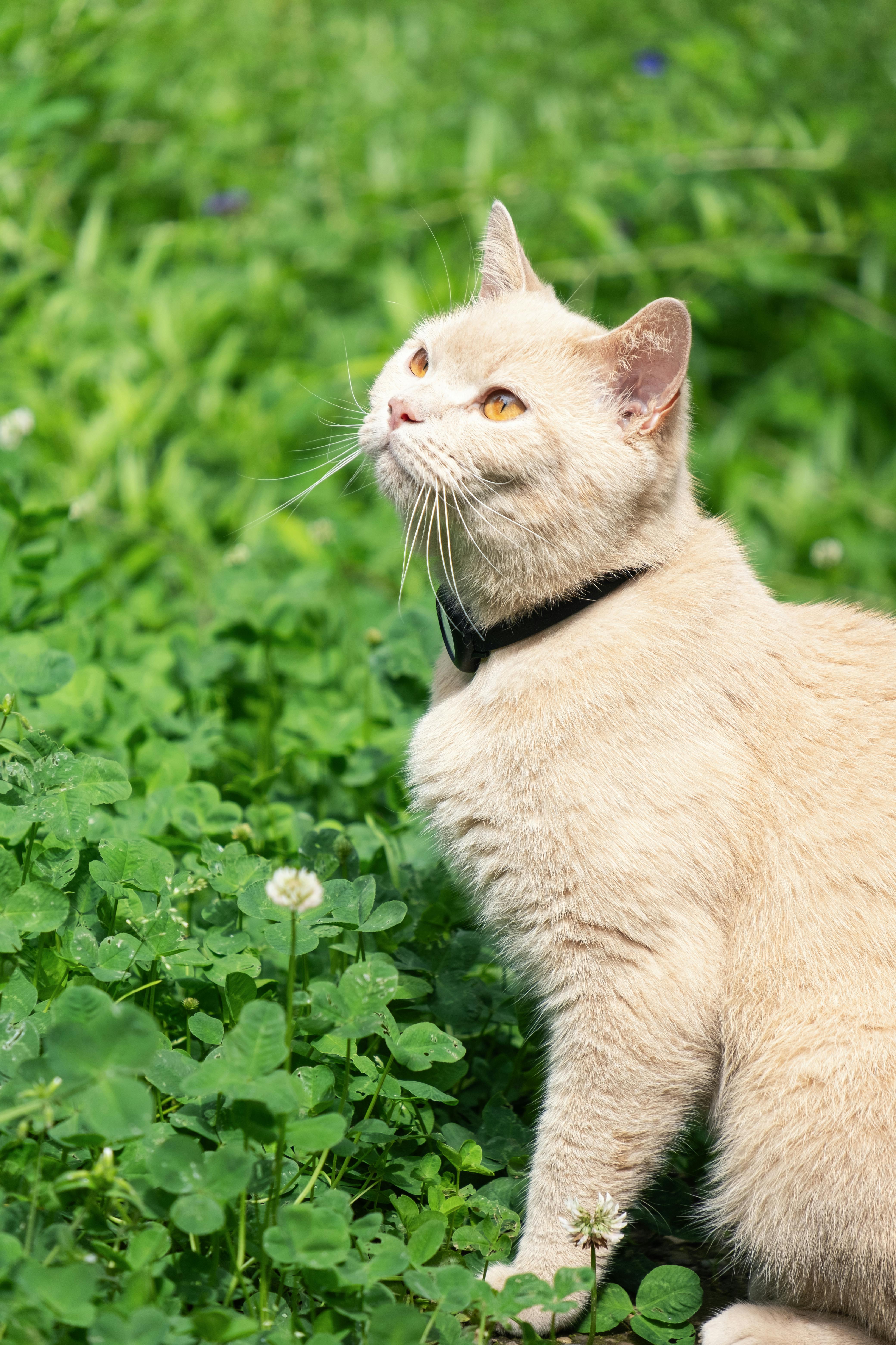 Helle Katze sitzend · Free Stock Photo