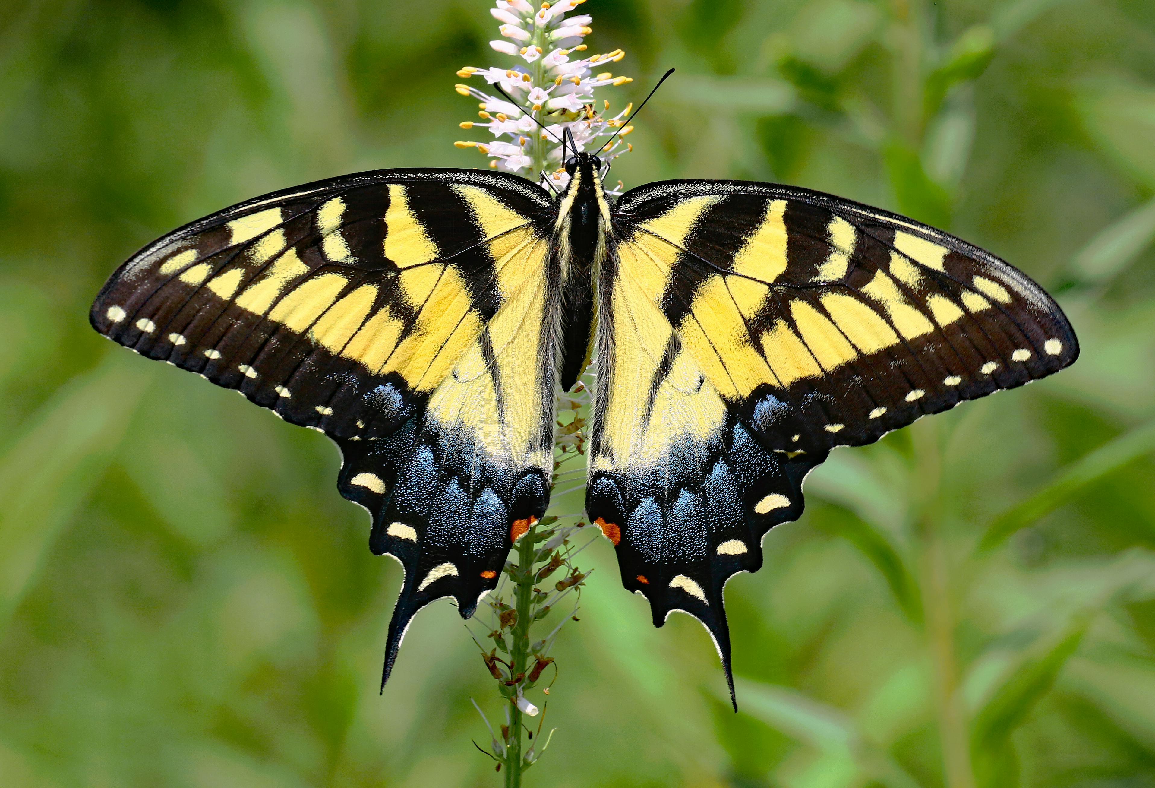Eastern Tiger Swallowtail (Papilio glaucus) female, yellow color form ...