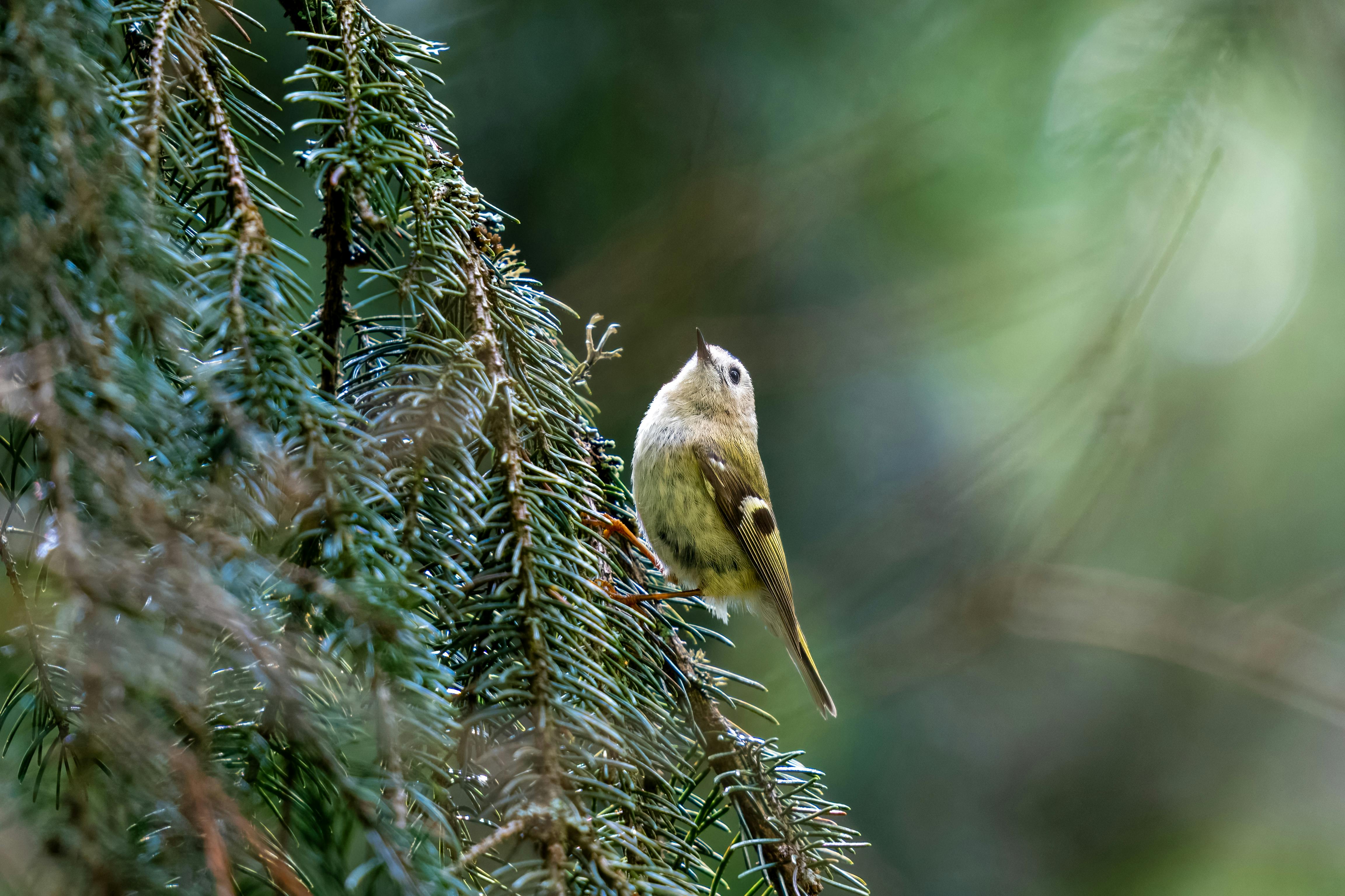 The goldcrest (Regulus regulus) is a very small passerine bird in the ...