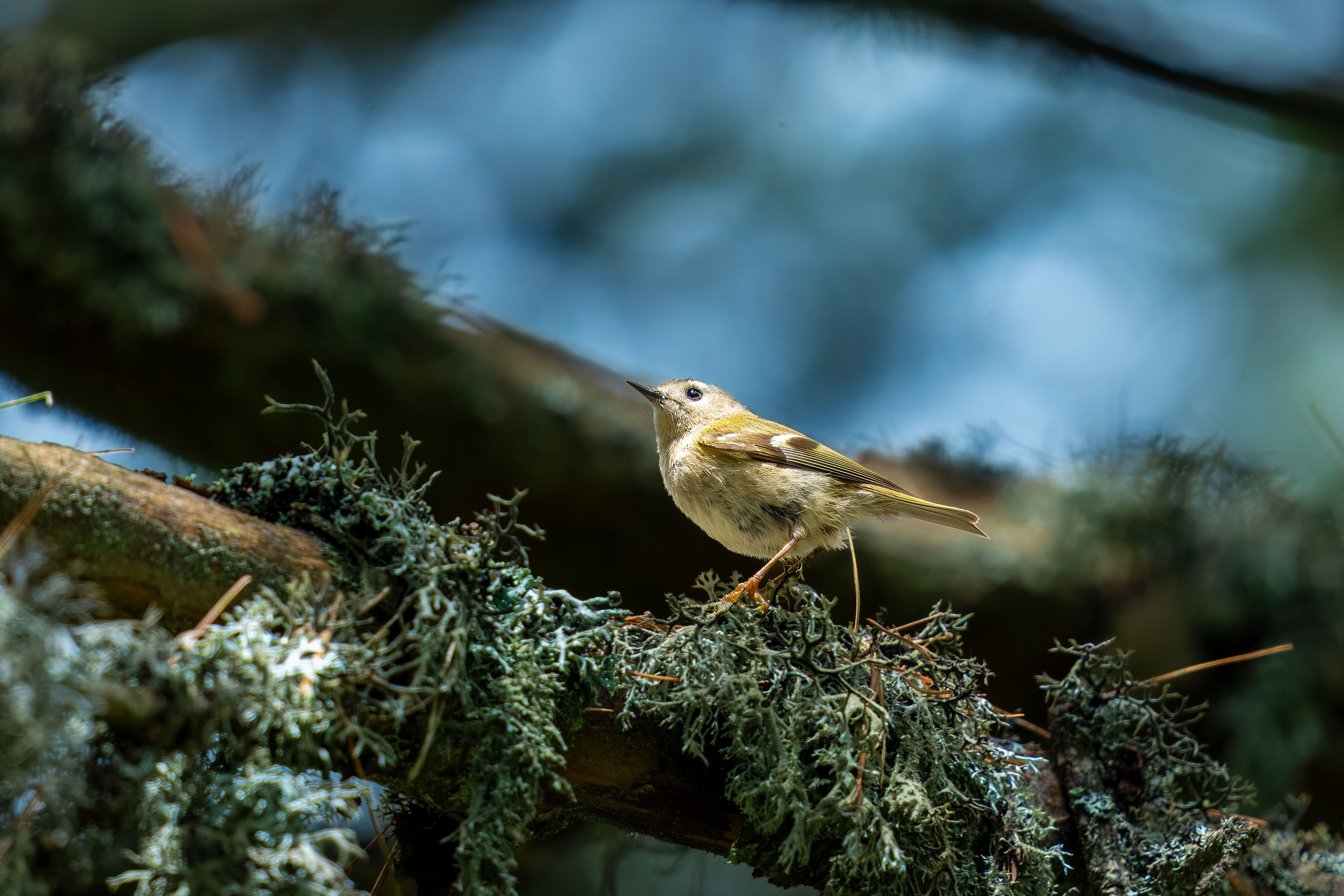 Goldcrest in Nature · Free Stock Photo