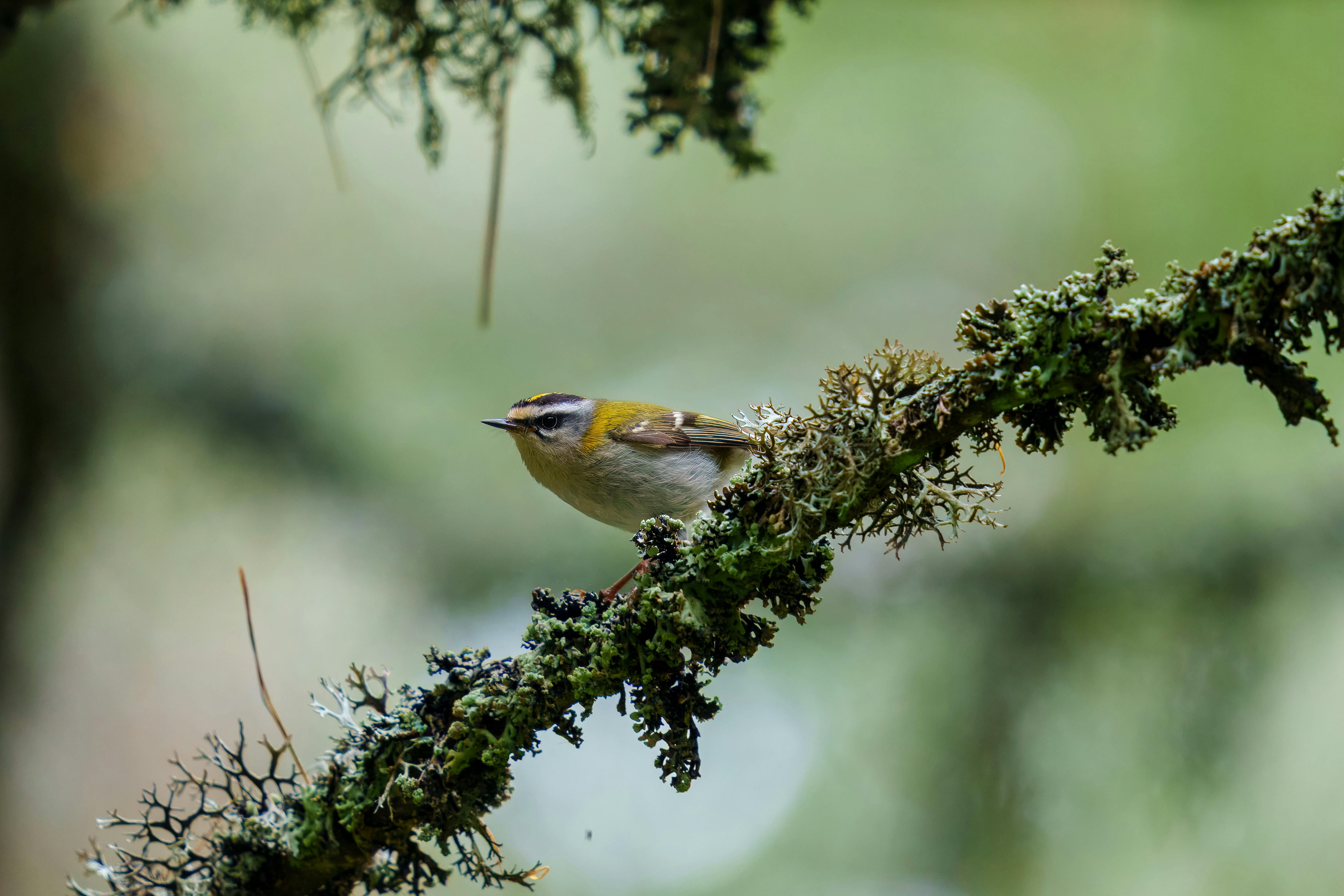 The common firecrest (Regulus ignicapilla), also known as the firecrest ...