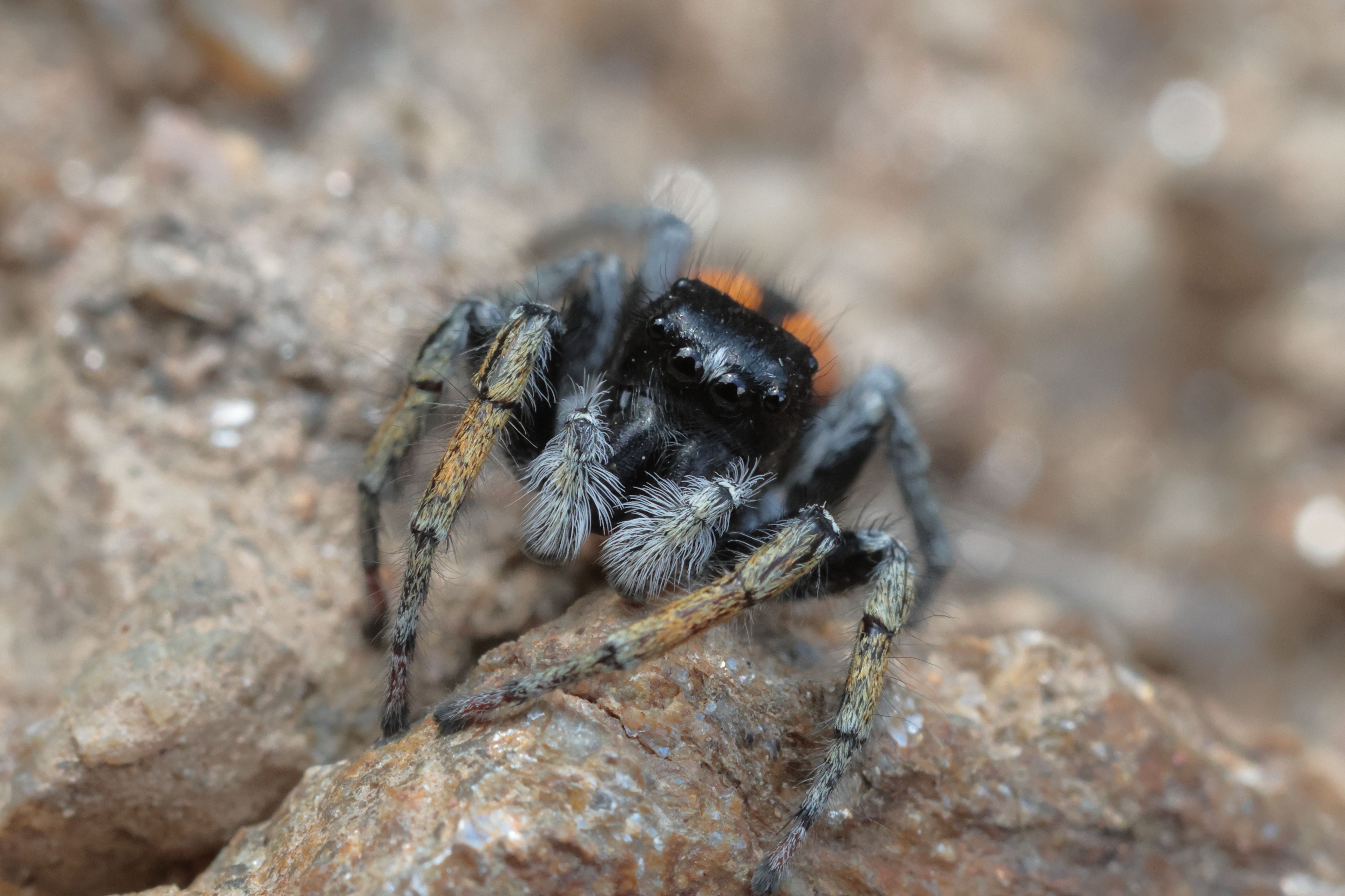 A small spider with orange and black markings on its back · Free Stock ...