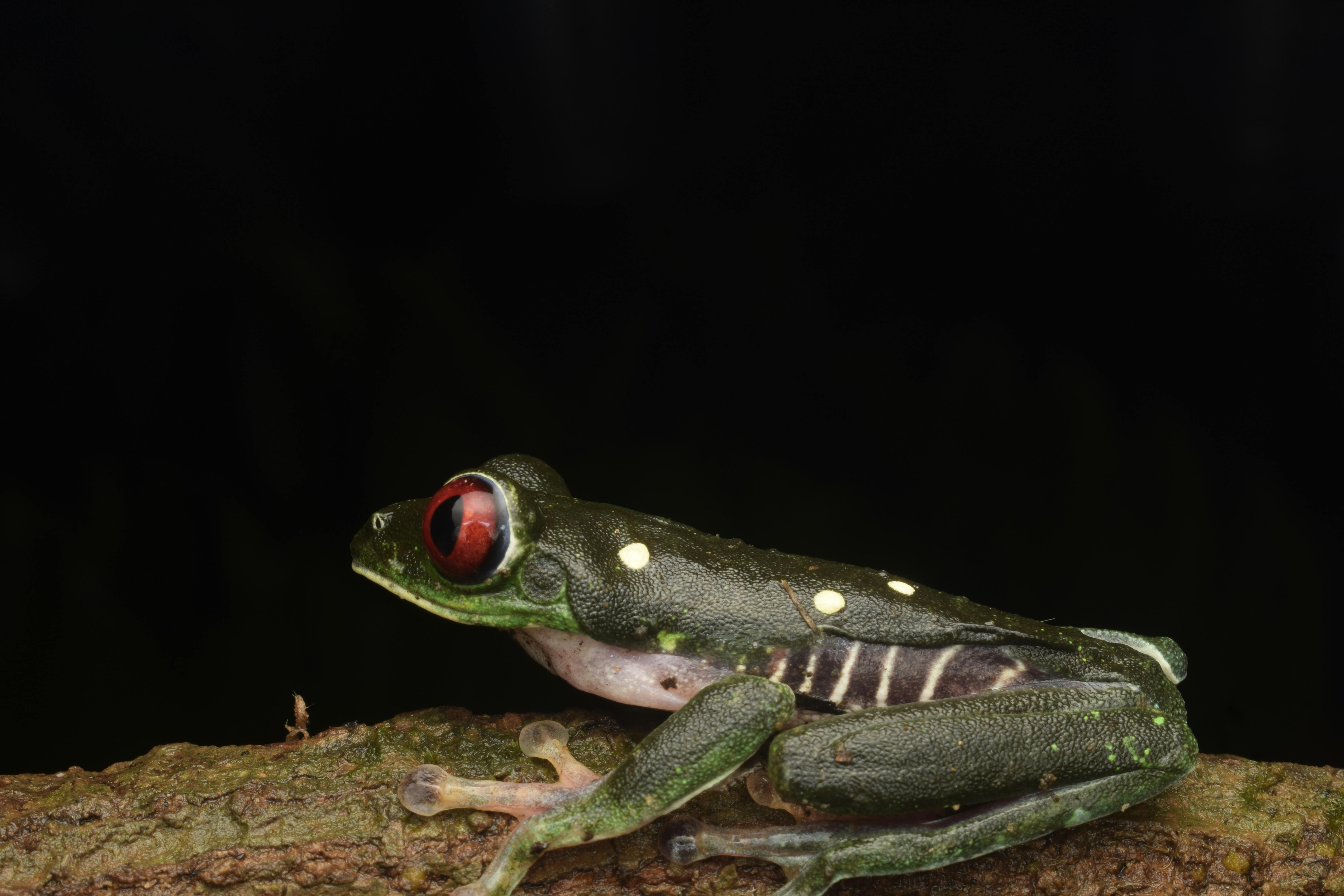 Green Tree Frog Setup Photos, Download The BEST Free Green Tree Frog ...