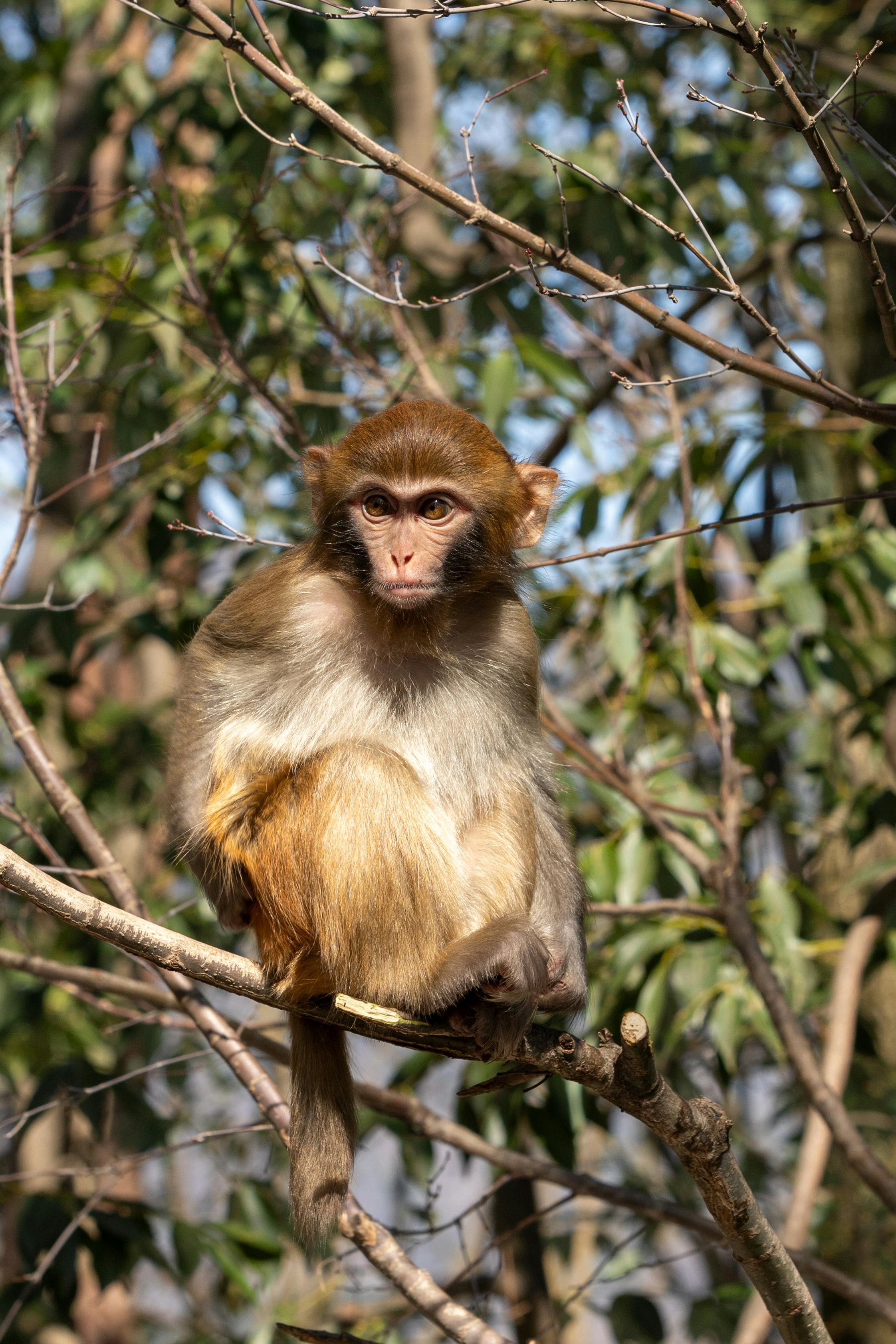 Chinese Monkey Photos, Download The BEST Free Chinese Monkey Stock ...