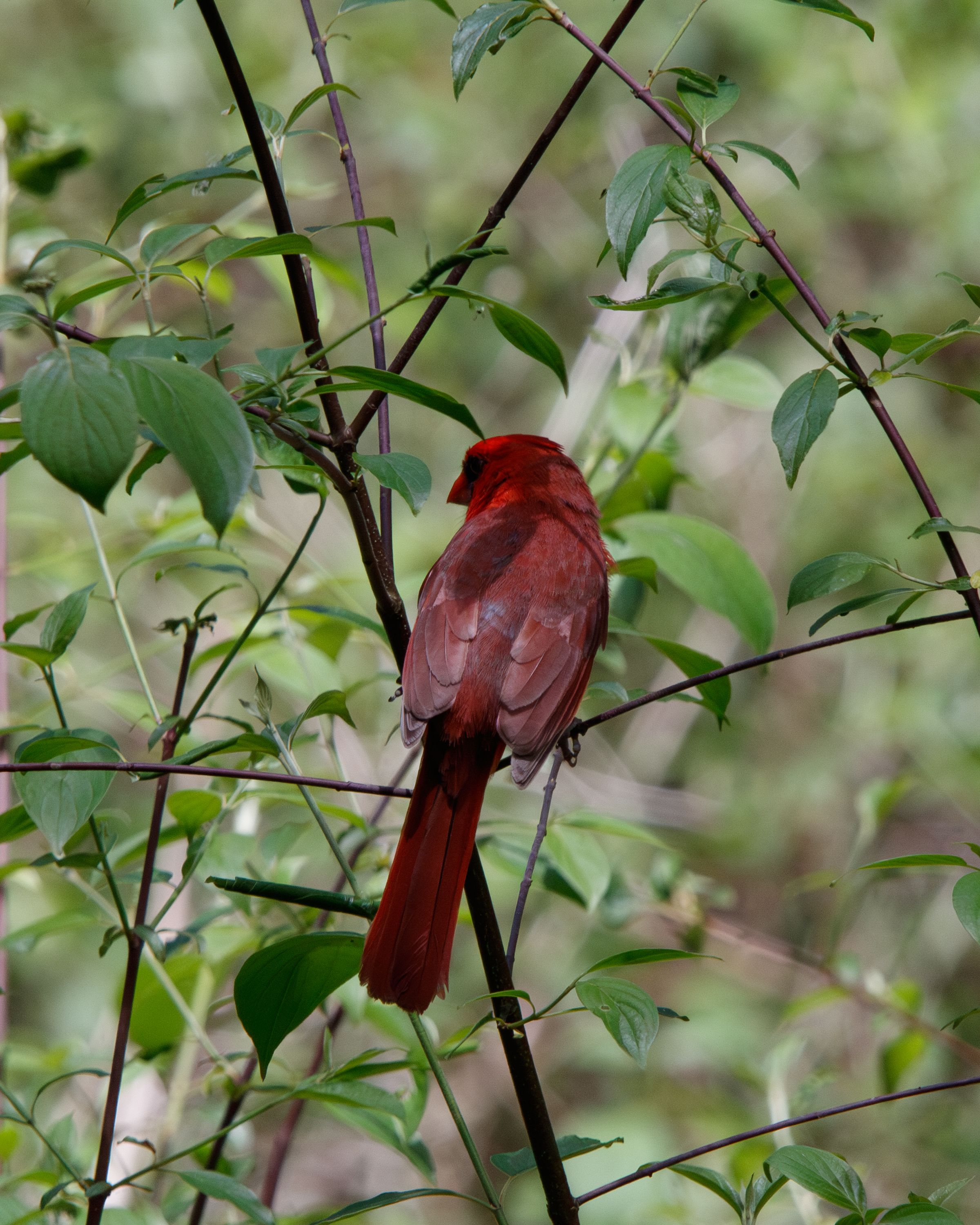 Red Bird on a Tree Branch · Free Stock Photo