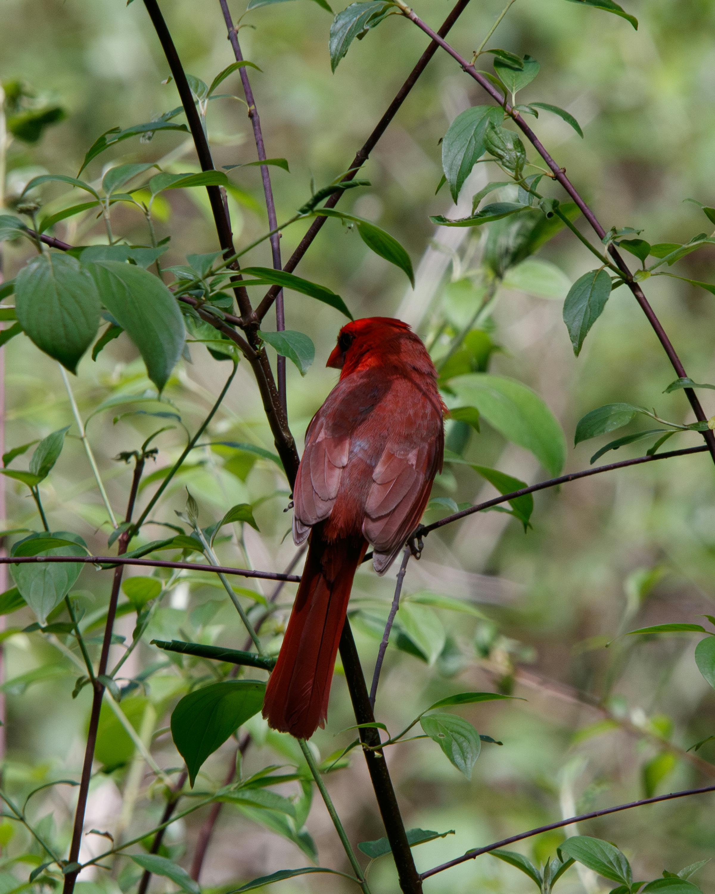 Red Bird on a Tree Branch · Free Stock Photo