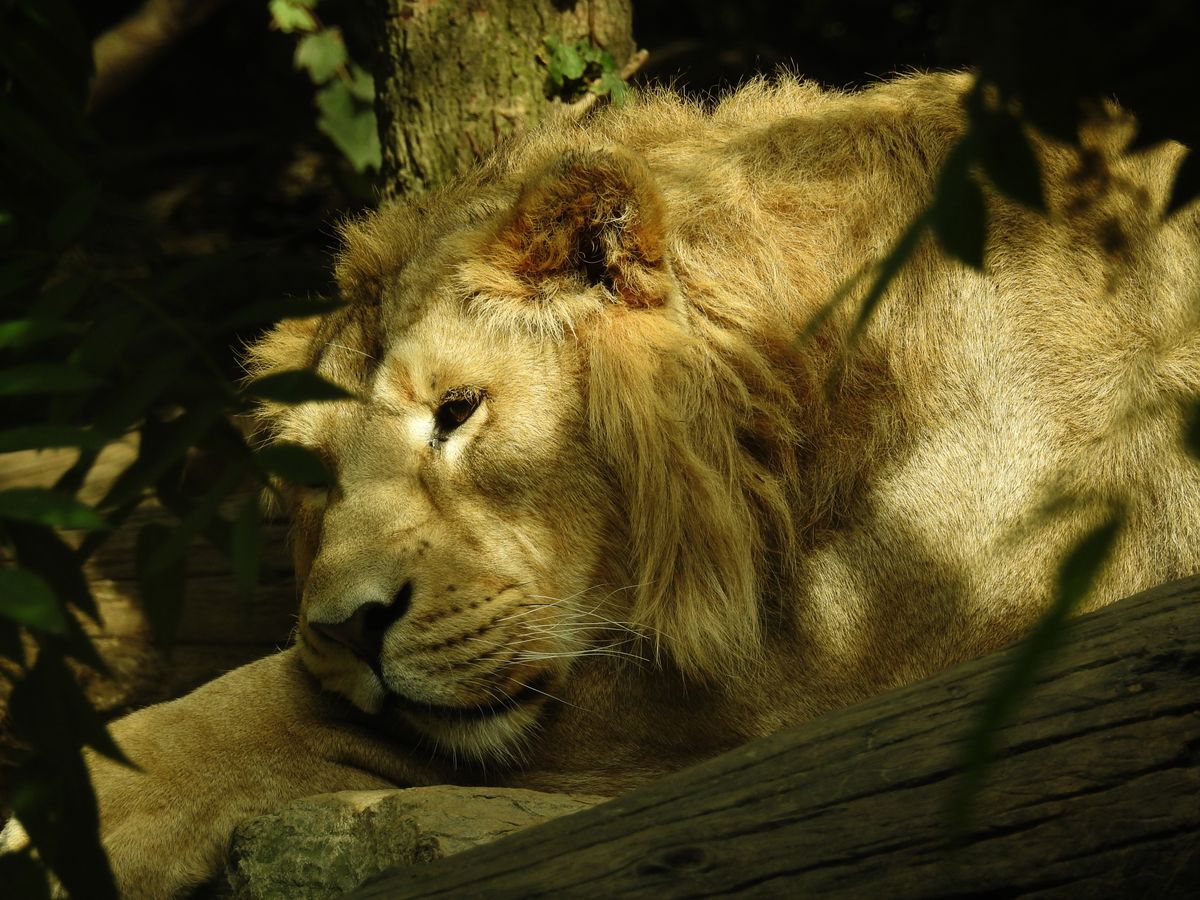 Panthera Leo Persica: Asiatic Lion Facts & Overview