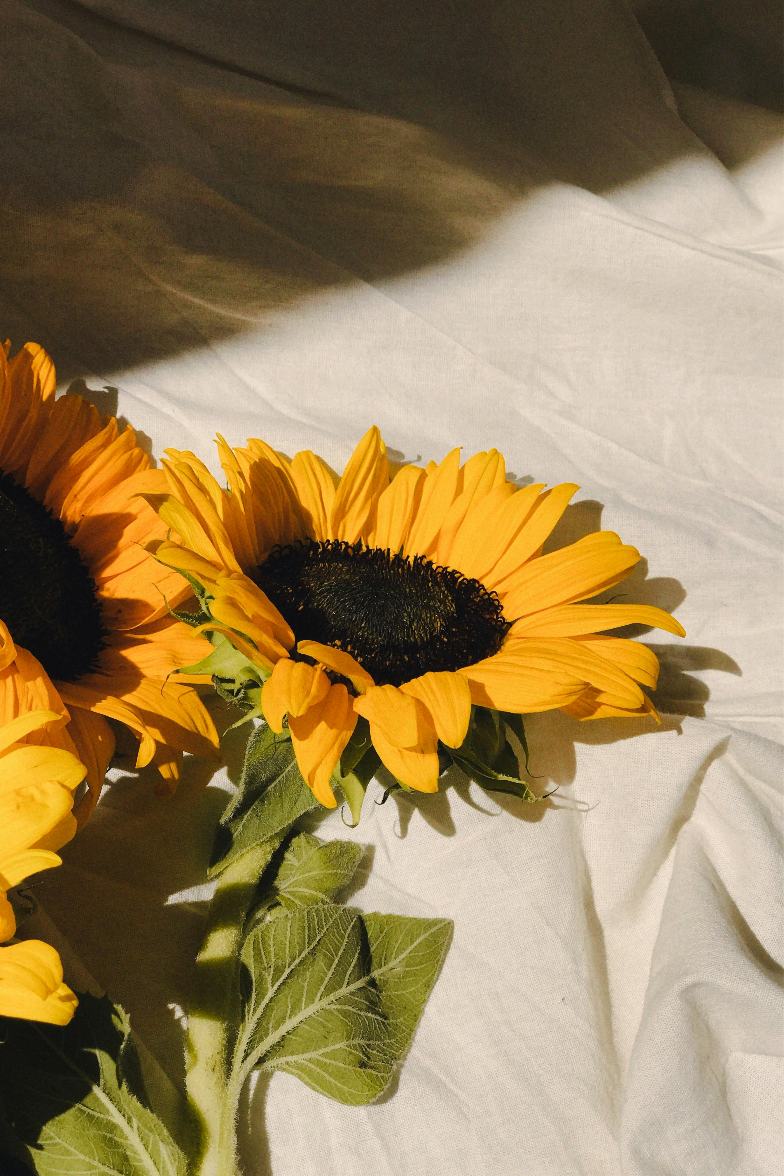 Two Sunflowers on a Bed Sheet · Free Stock Photo