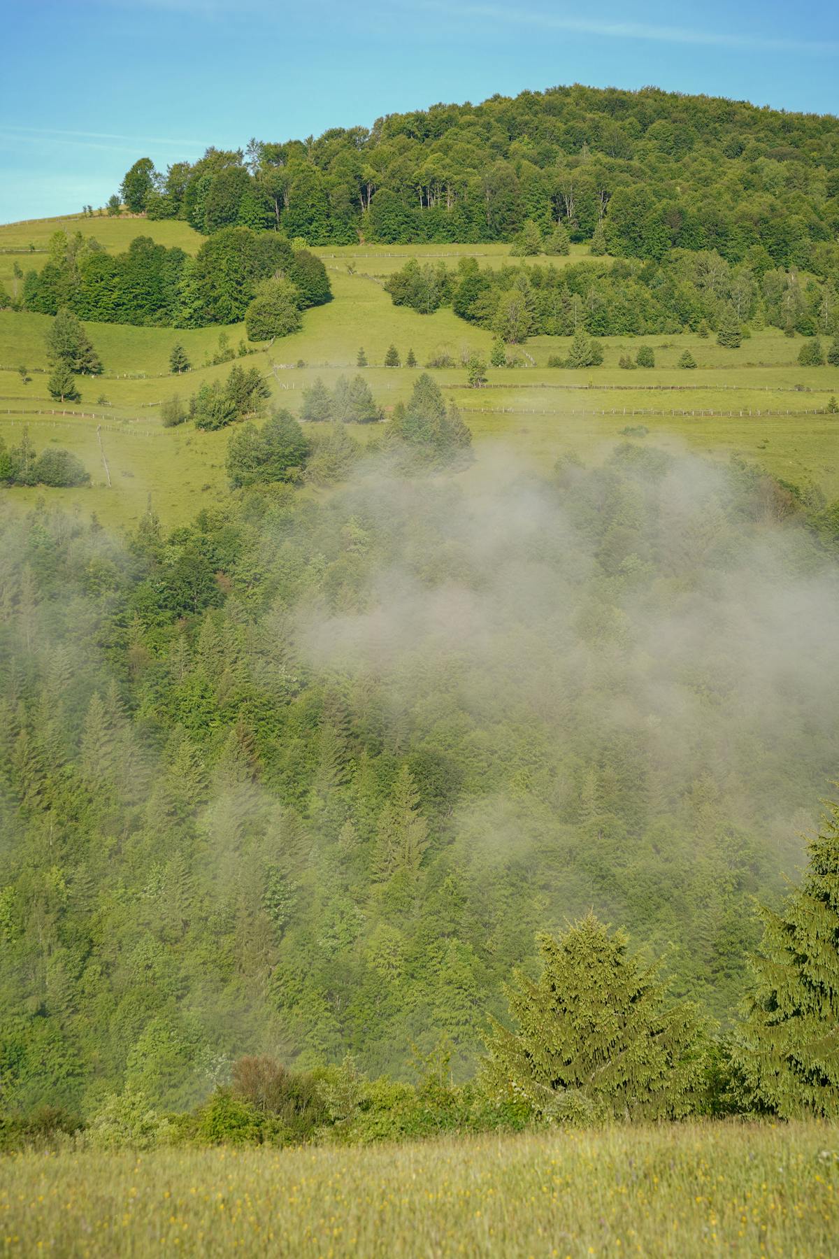 Fog Forest Photos, Download The BEST Free Fog Forest Stock Photos & HD ...