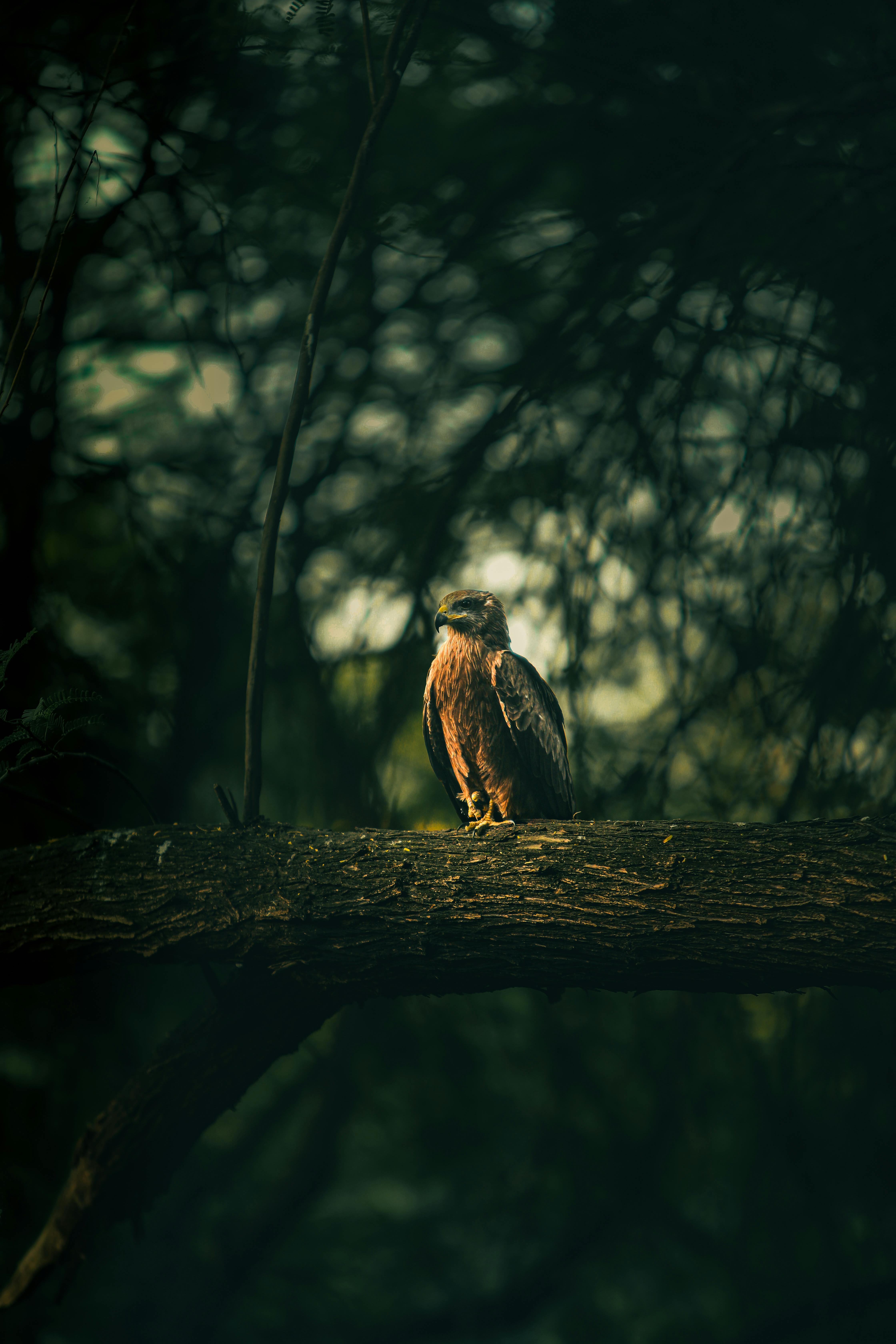 Hunter Re Photos, Download The BEST Free Hunter Re Stock Photos & HD Images