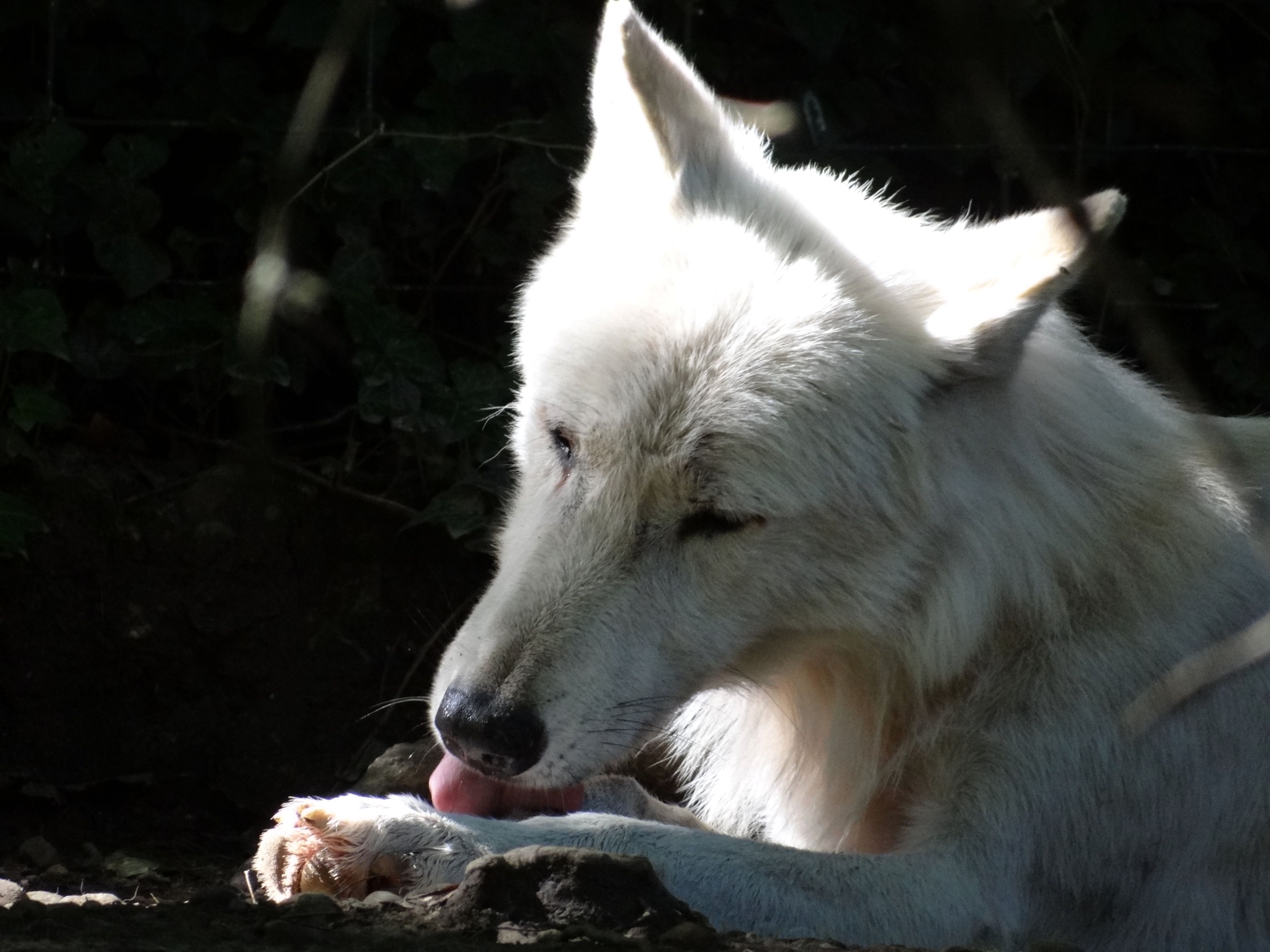 Timber Wolf Photos, Download The BEST Free Timber Wolf Stock Photos ...