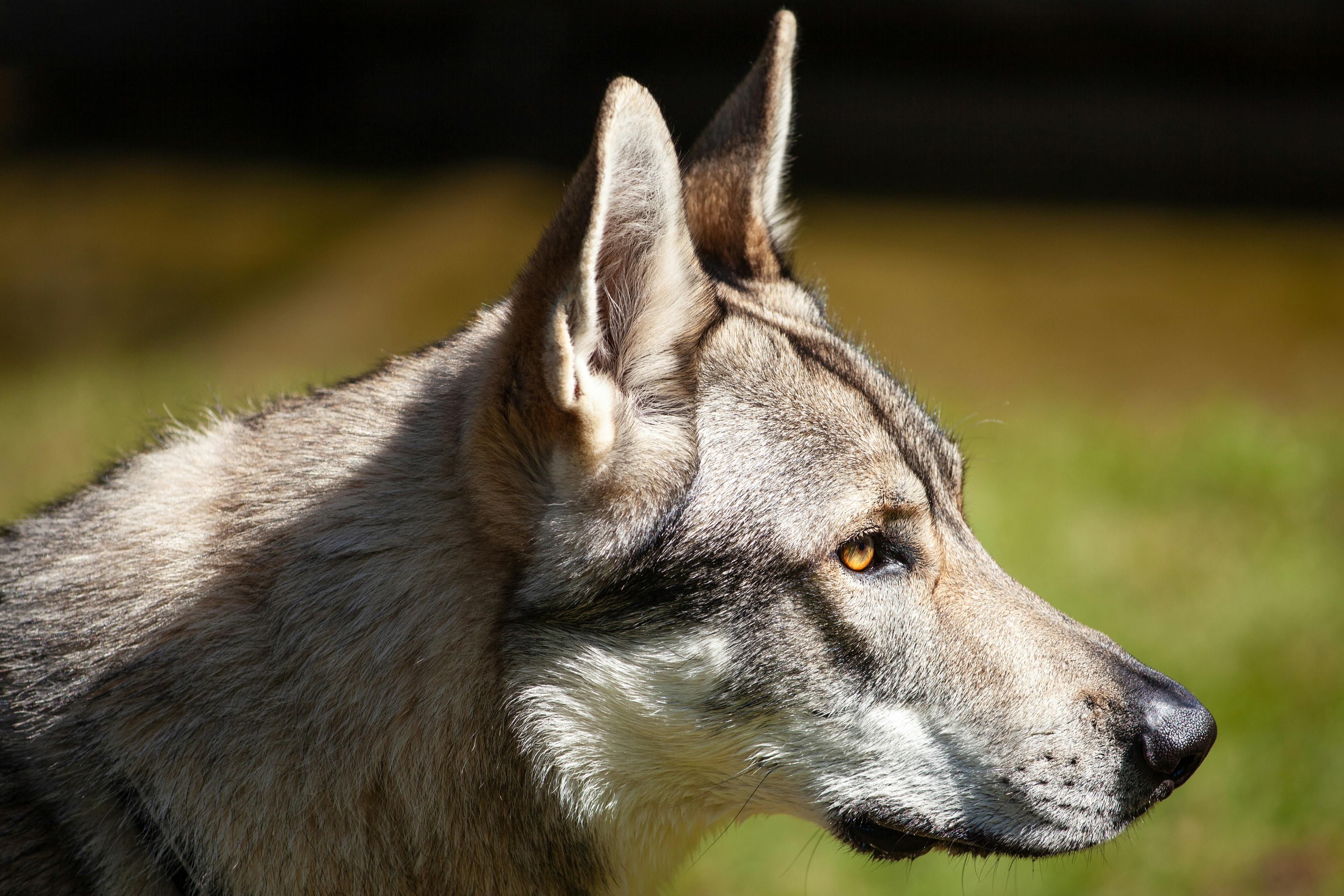 Head of Wolf · Free Stock Photo