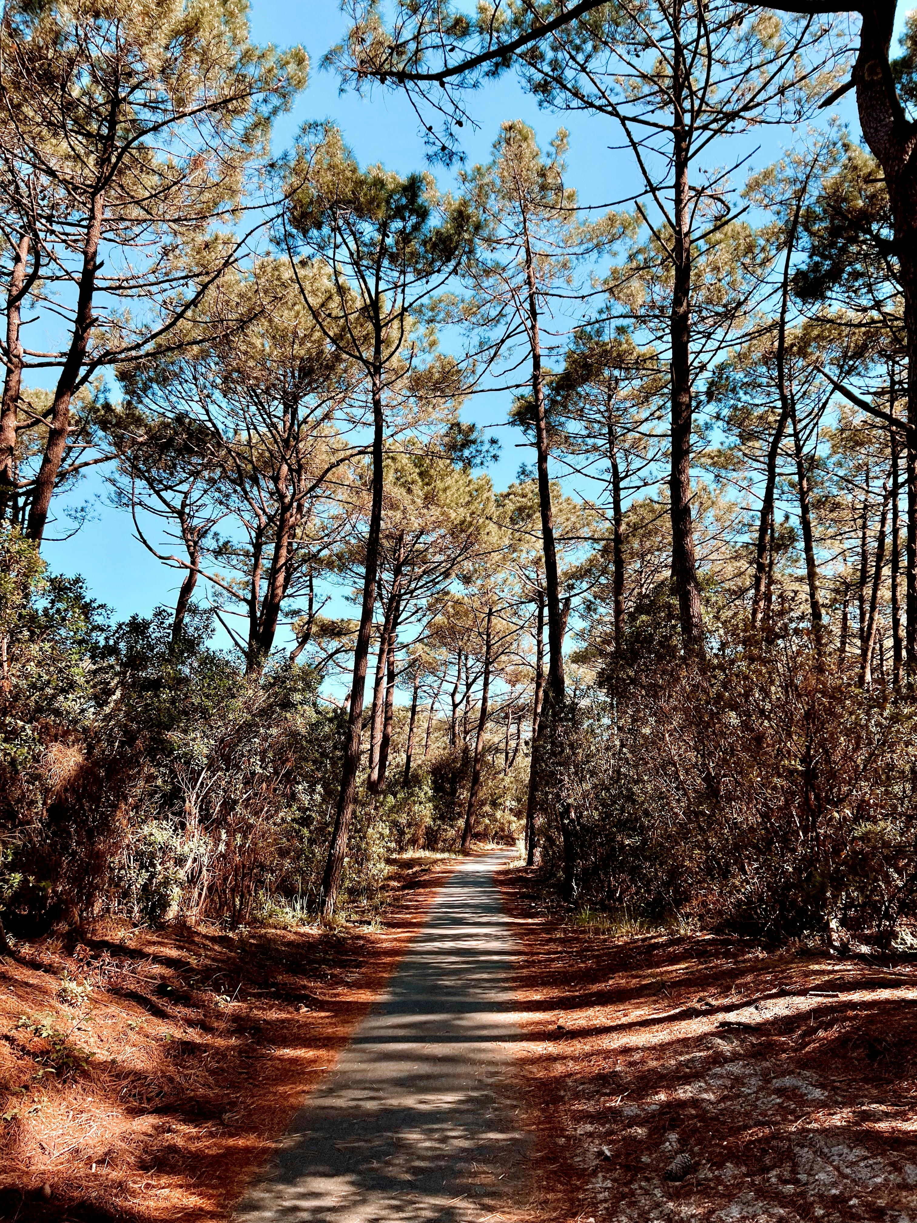 Scenic View of the Forest During Sunrise · Free Stock Photo