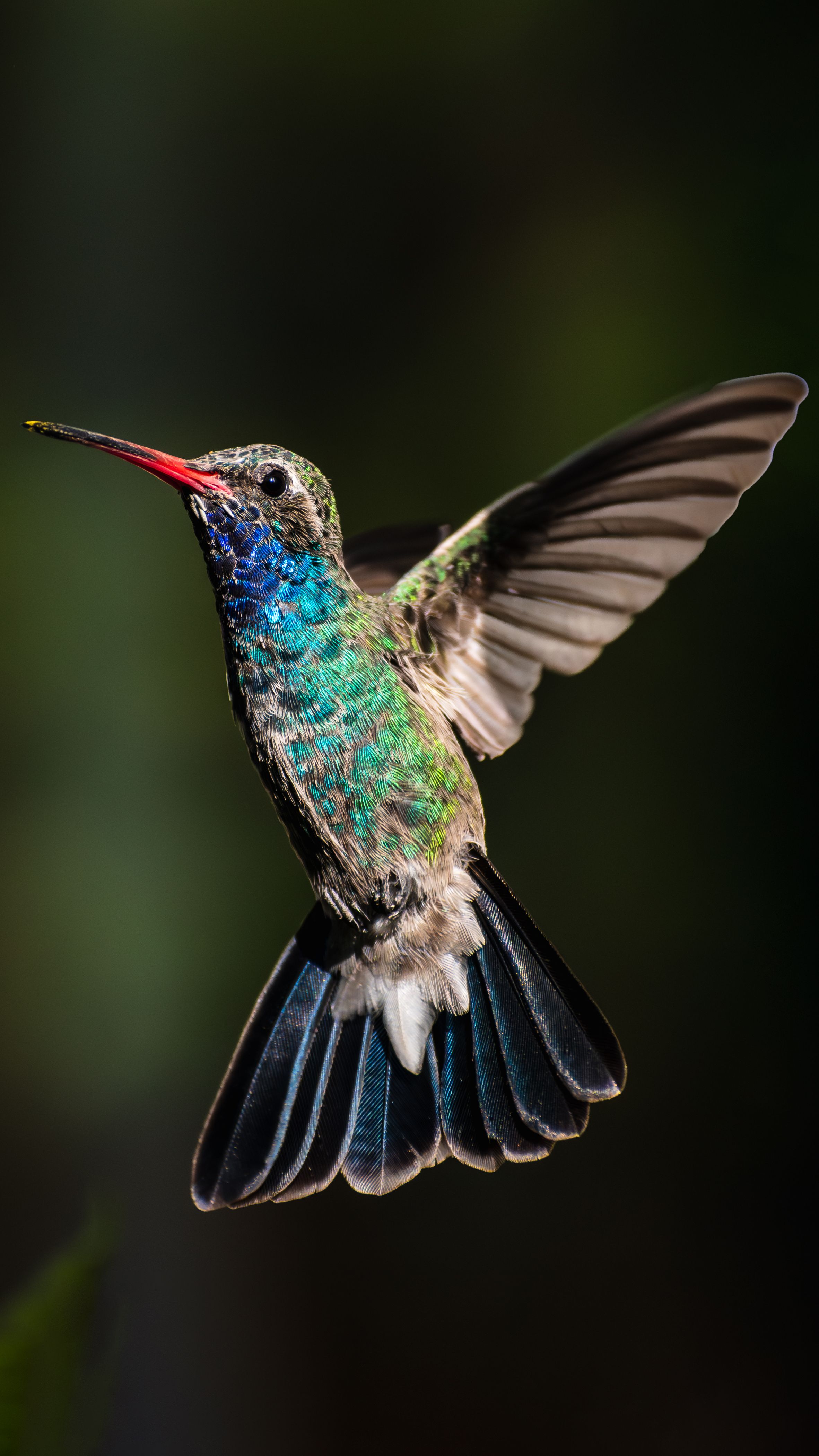 Beautiful hummingbird flying in my garden · Free Stock Photo
