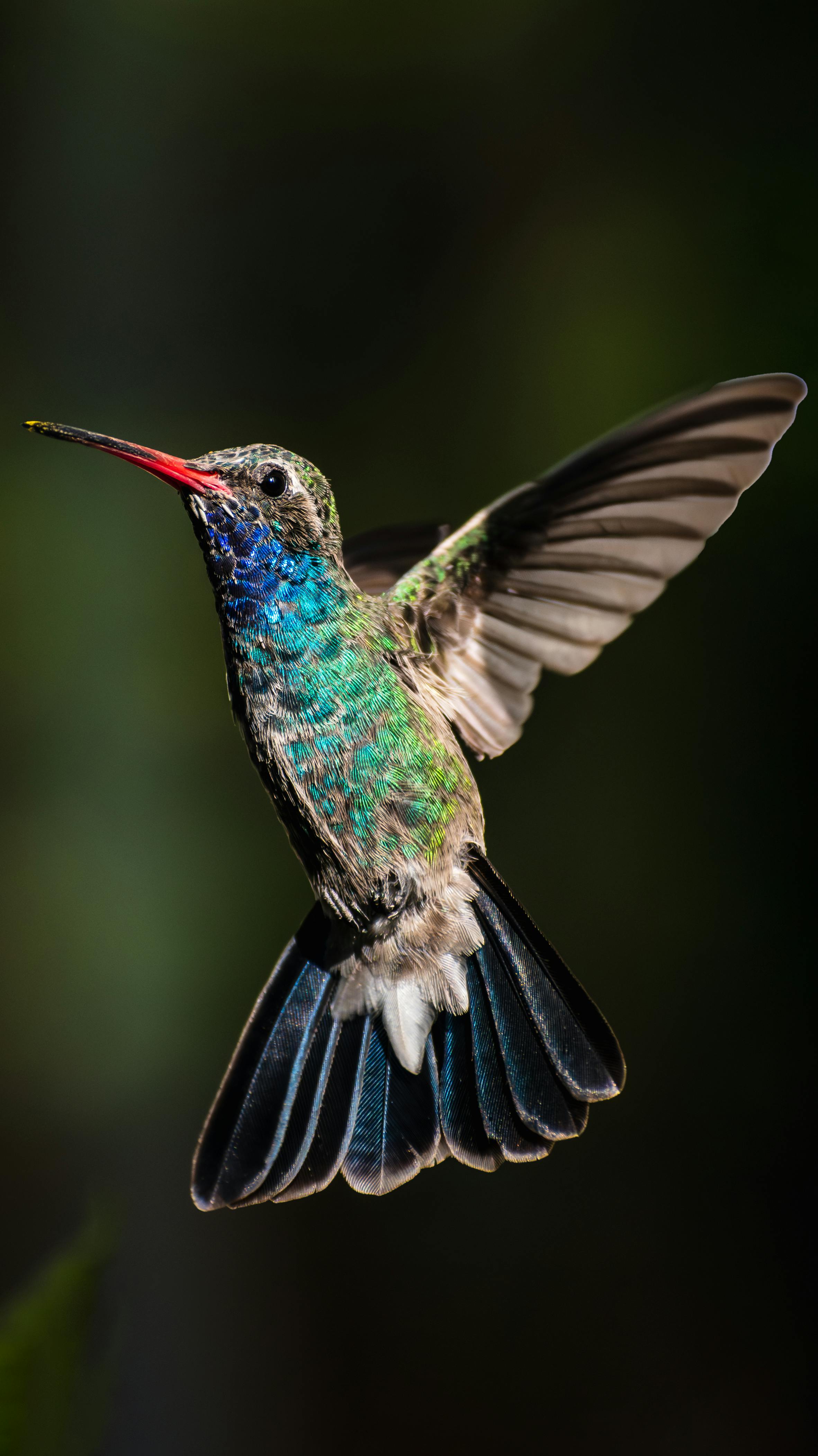 Hummingbird Flying and Hovering · Free Stock Photo