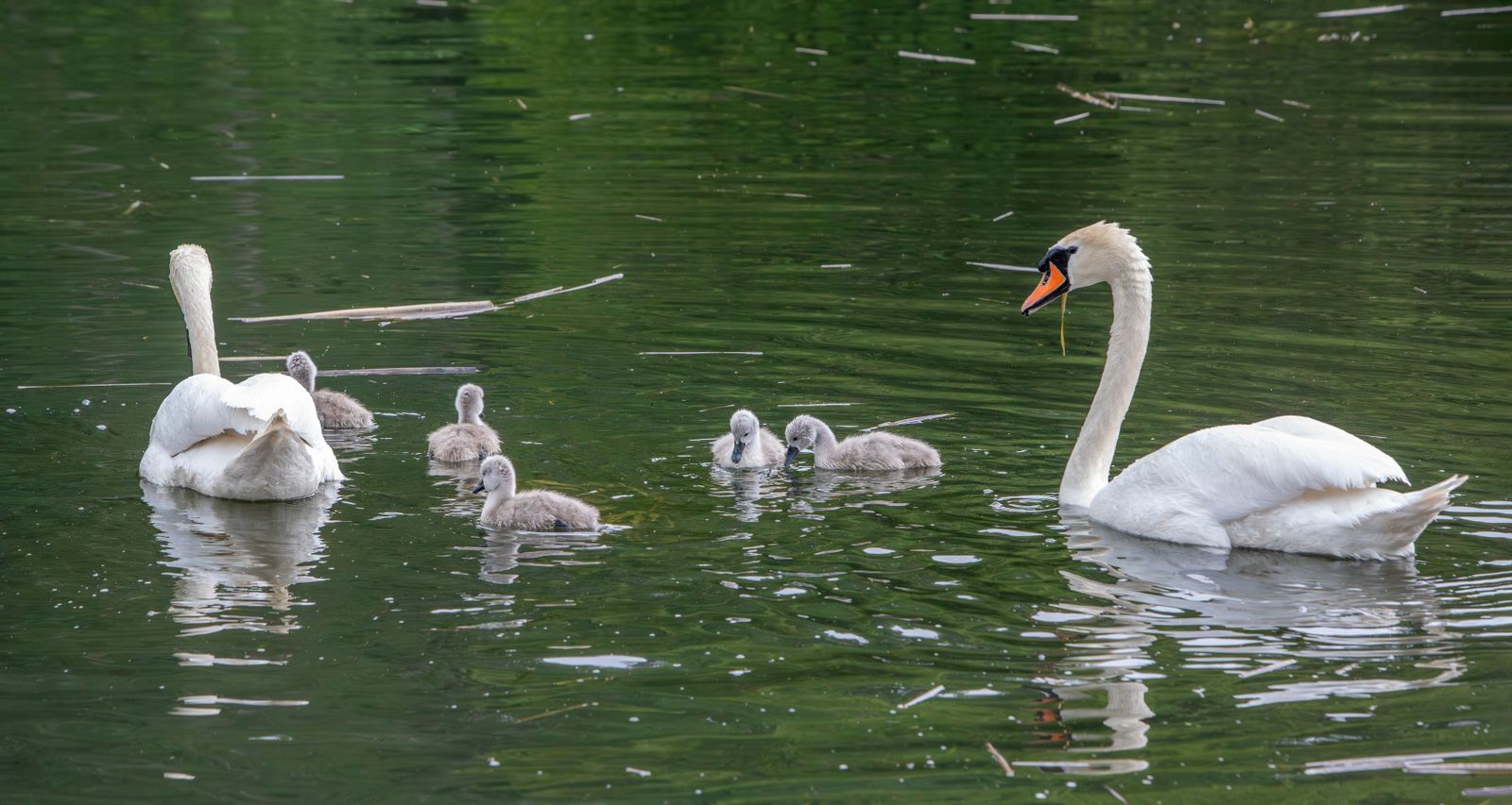 Swans Photos, Download The BEST Free Swans Stock Photos & HD Images