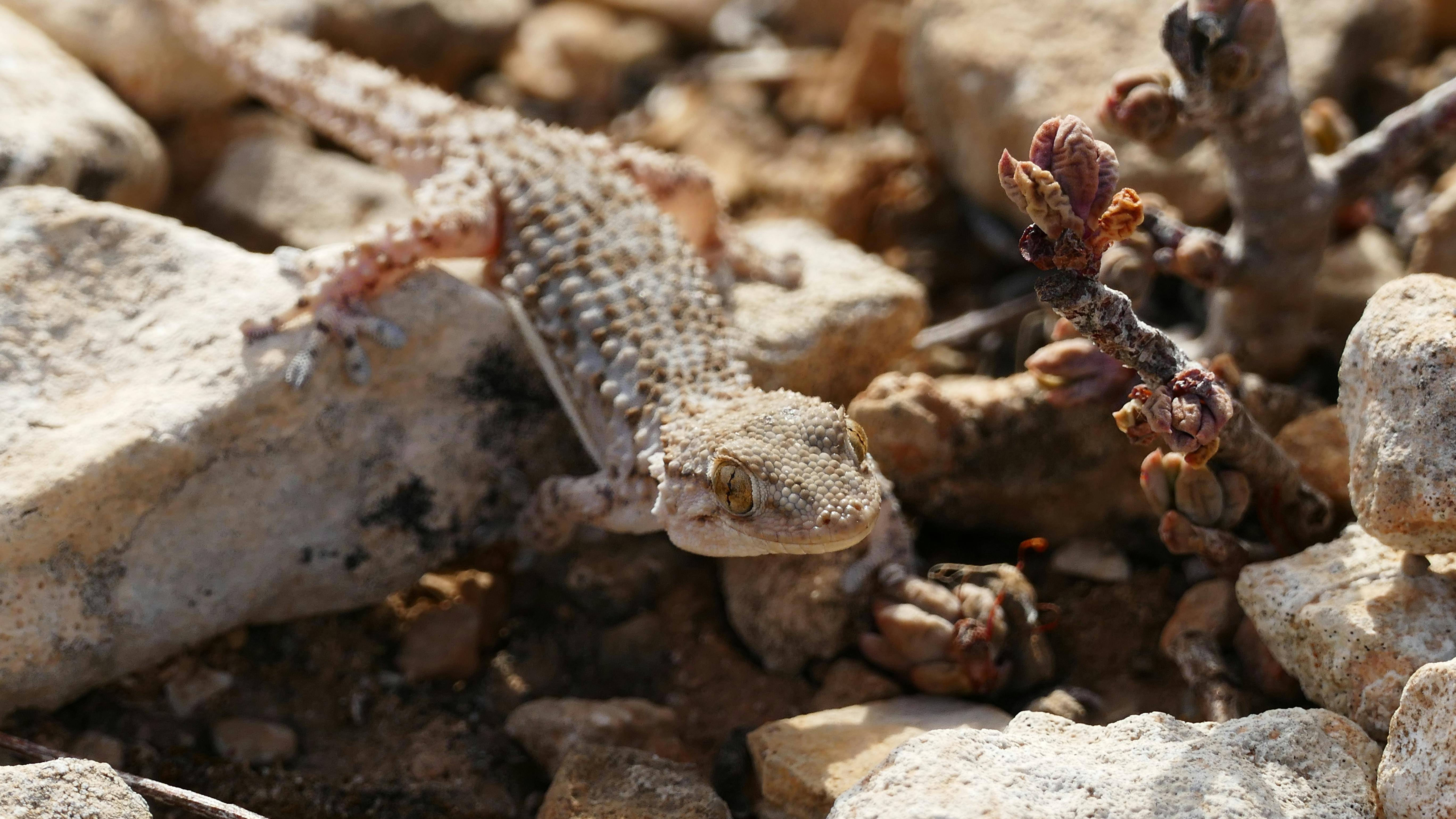 Lizard Crawling on Rocks · Free Stock Photo