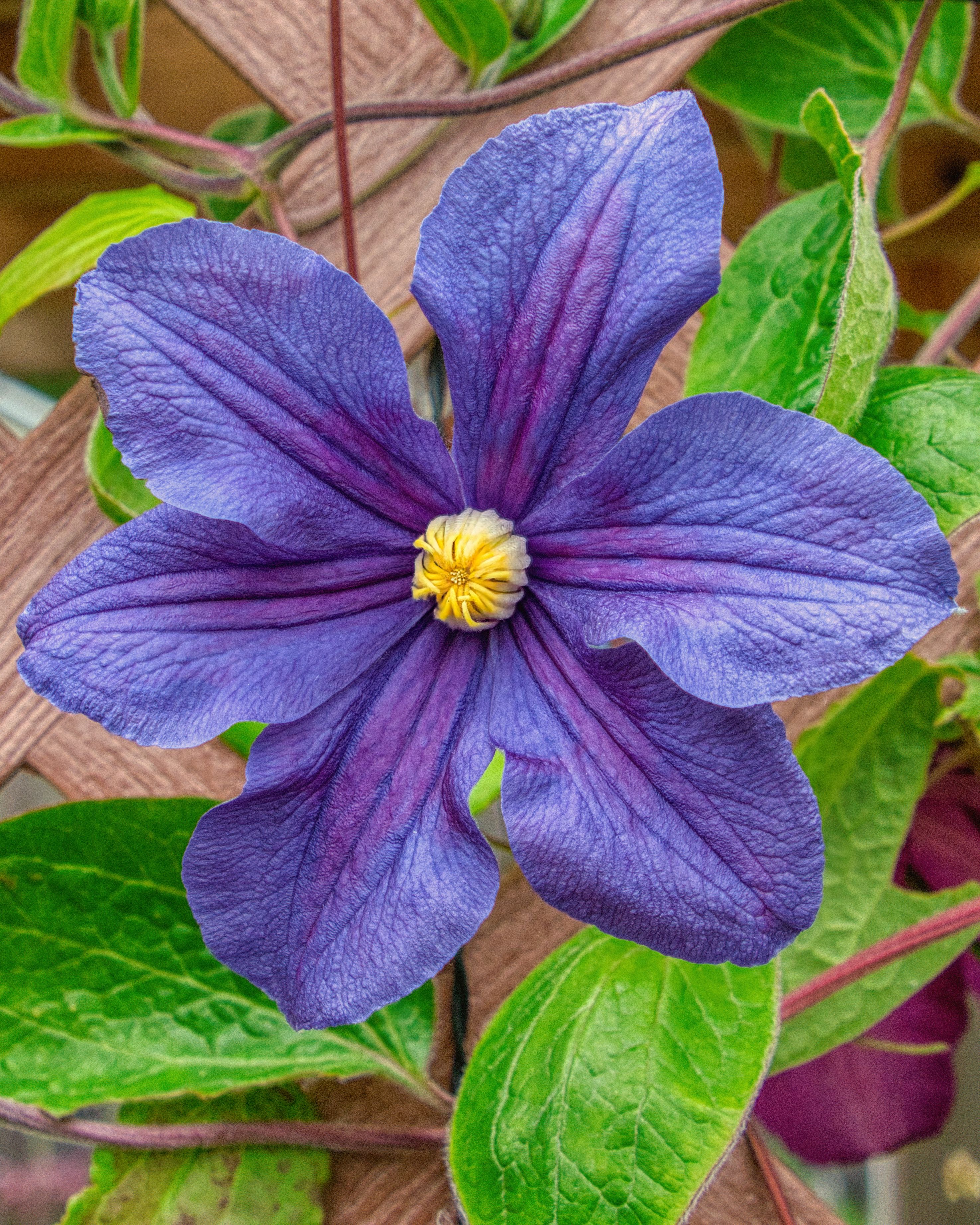 looks like a pinwheel · Free Stock Photo