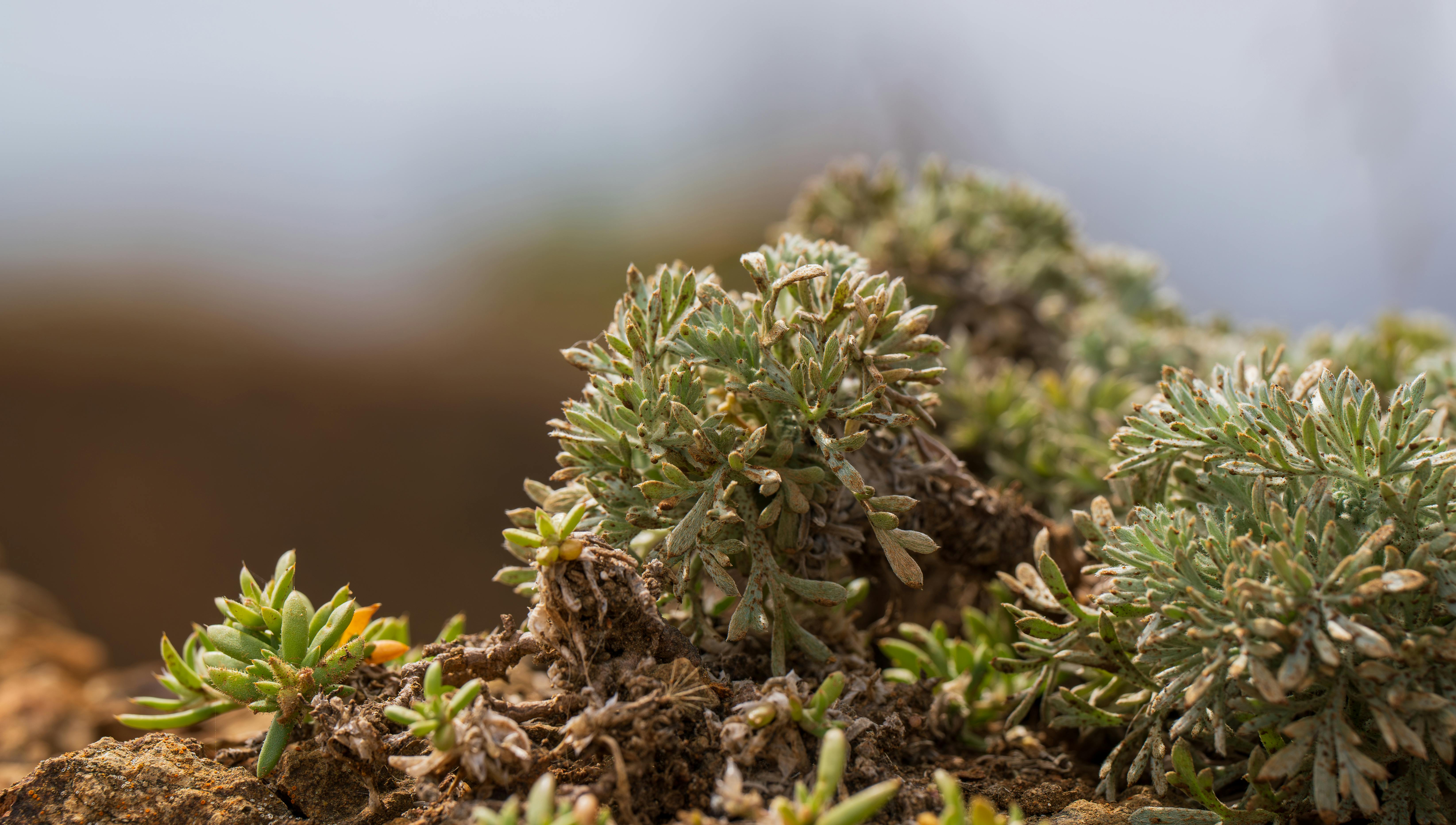 Small Plants on Ground · Free Stock Photo