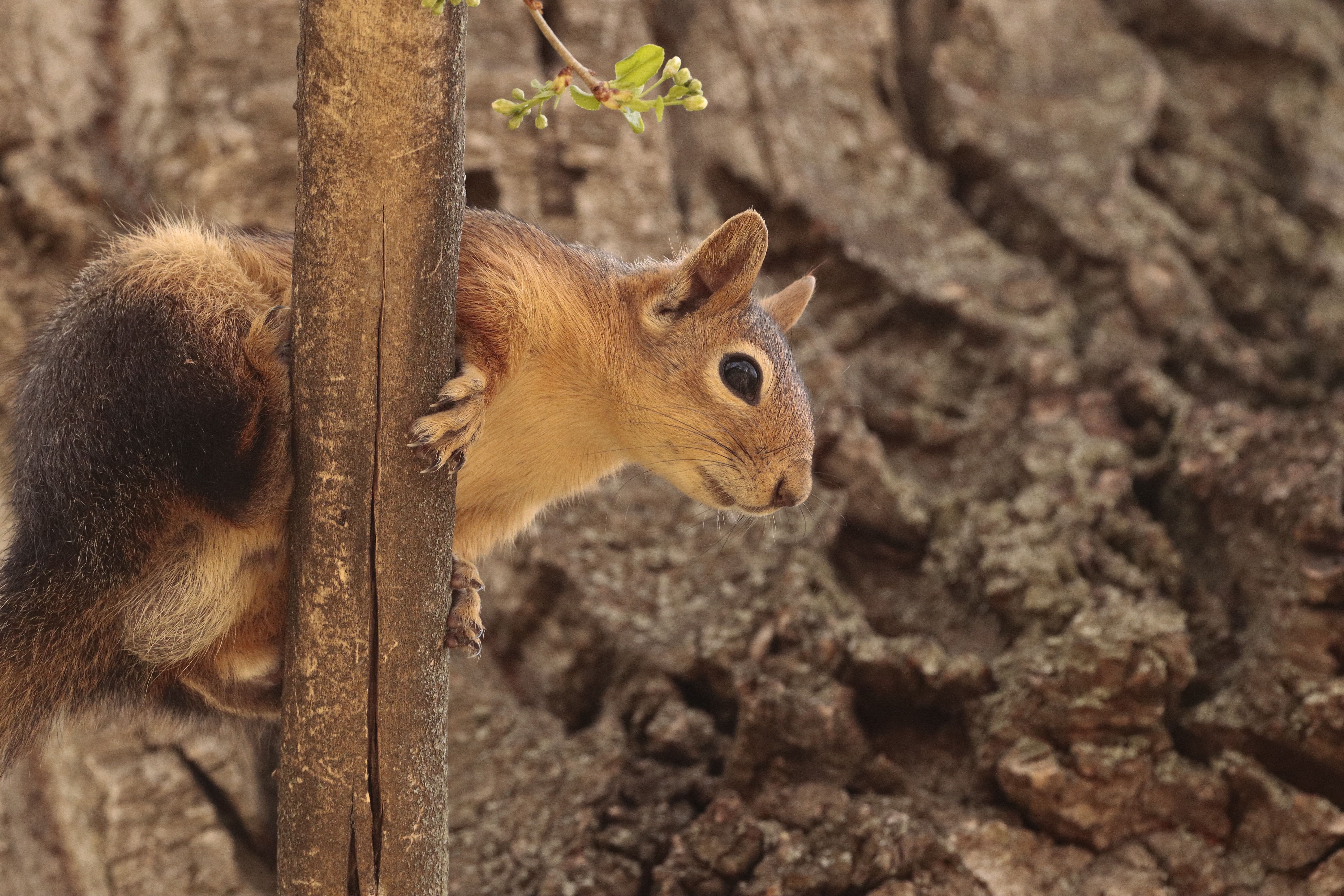 Squirrel in Nature · Free Stock Photo