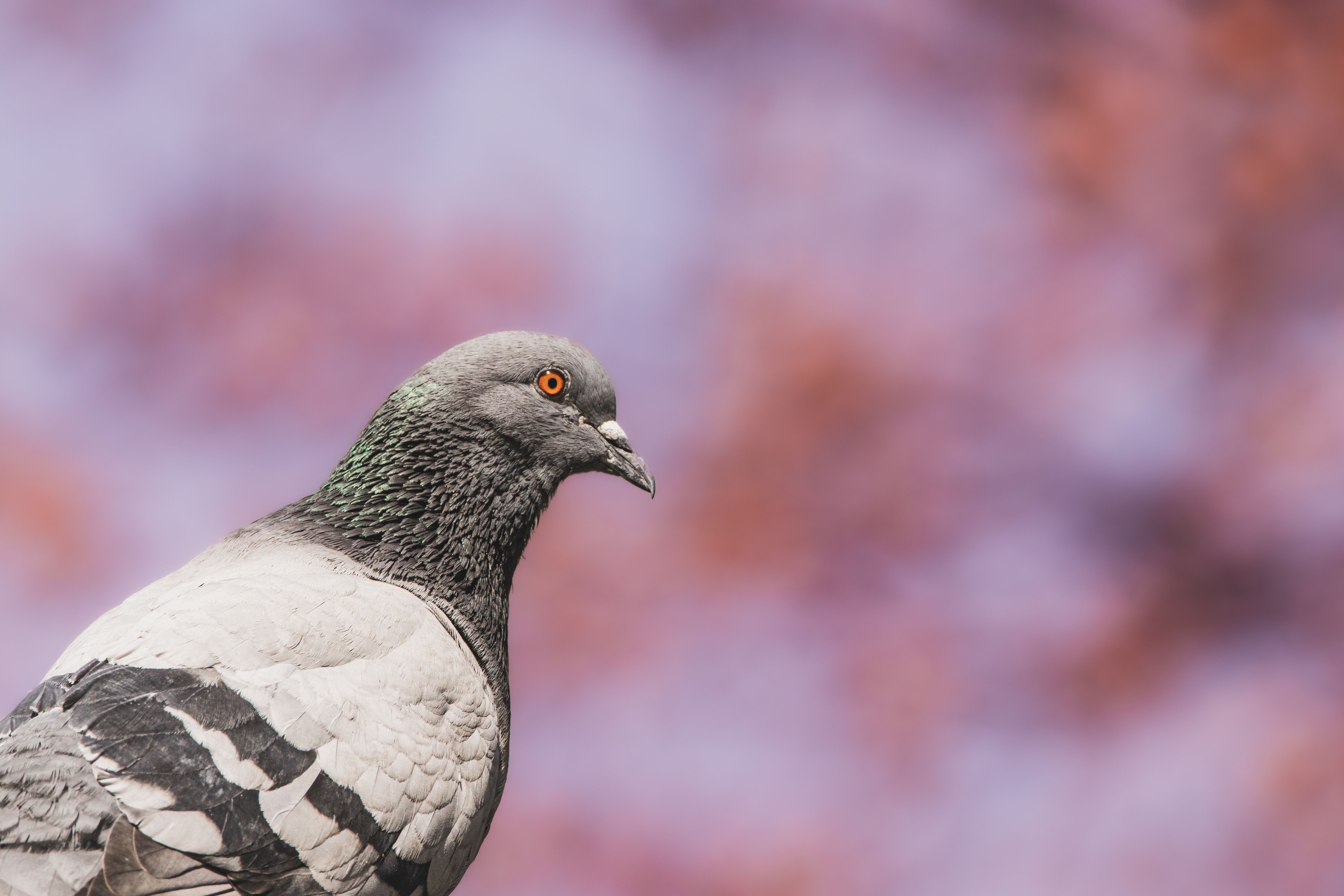 Dove Flyer Photos, Download The BEST Free Dove Flyer Stock Photos & HD ...