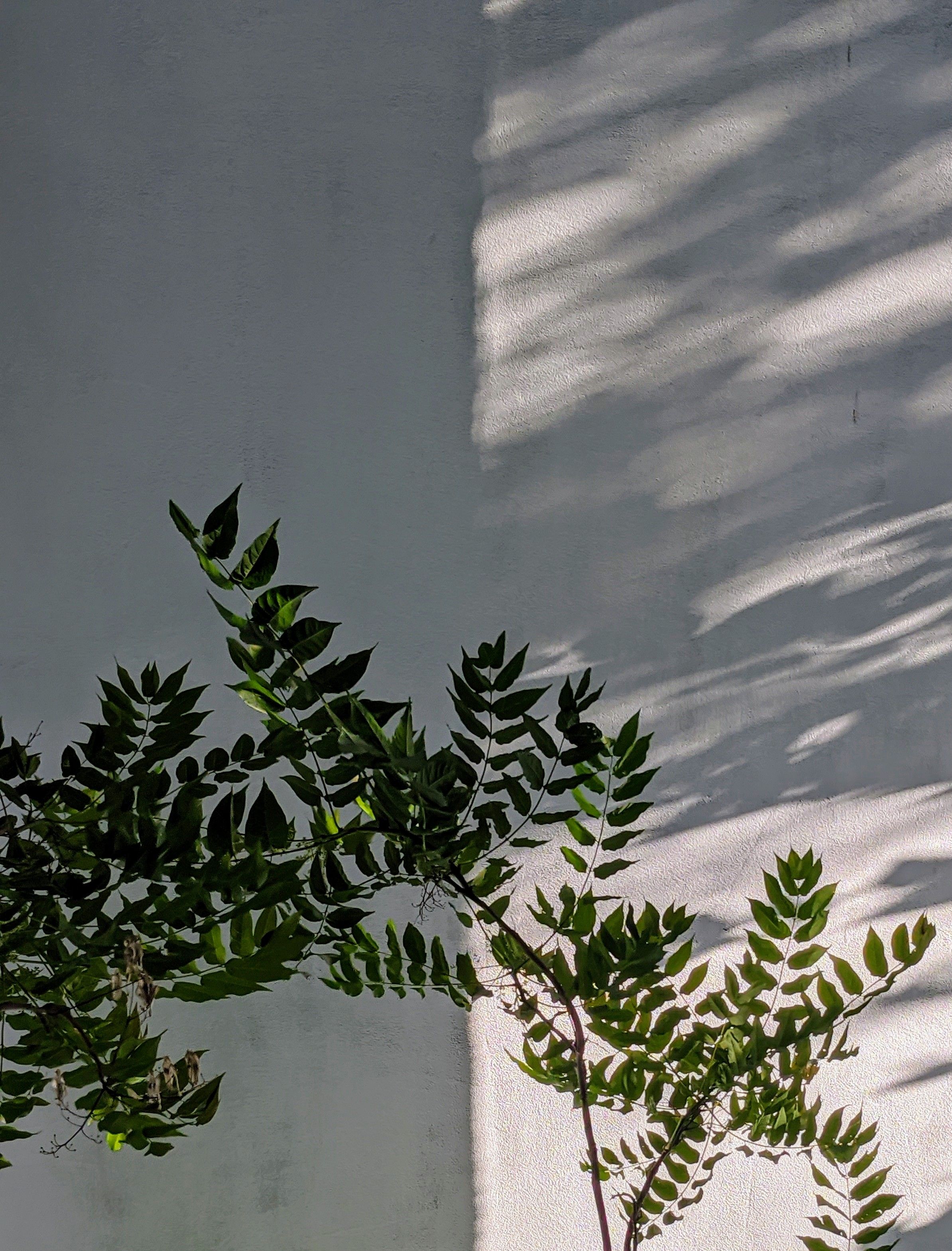 Shadow of plant on house wall at sunset · Free Stock Photo