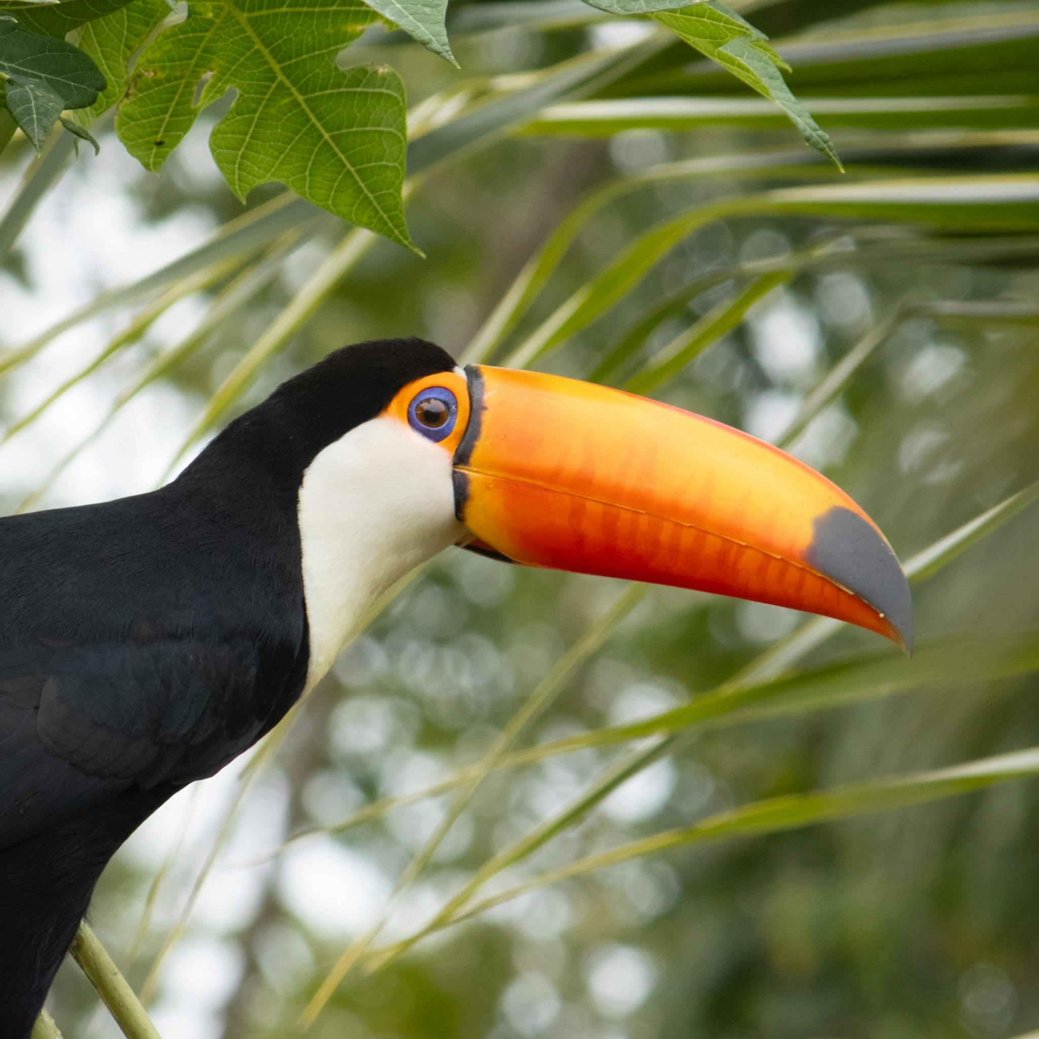 Toucan in Close Up · Free Stock Photo