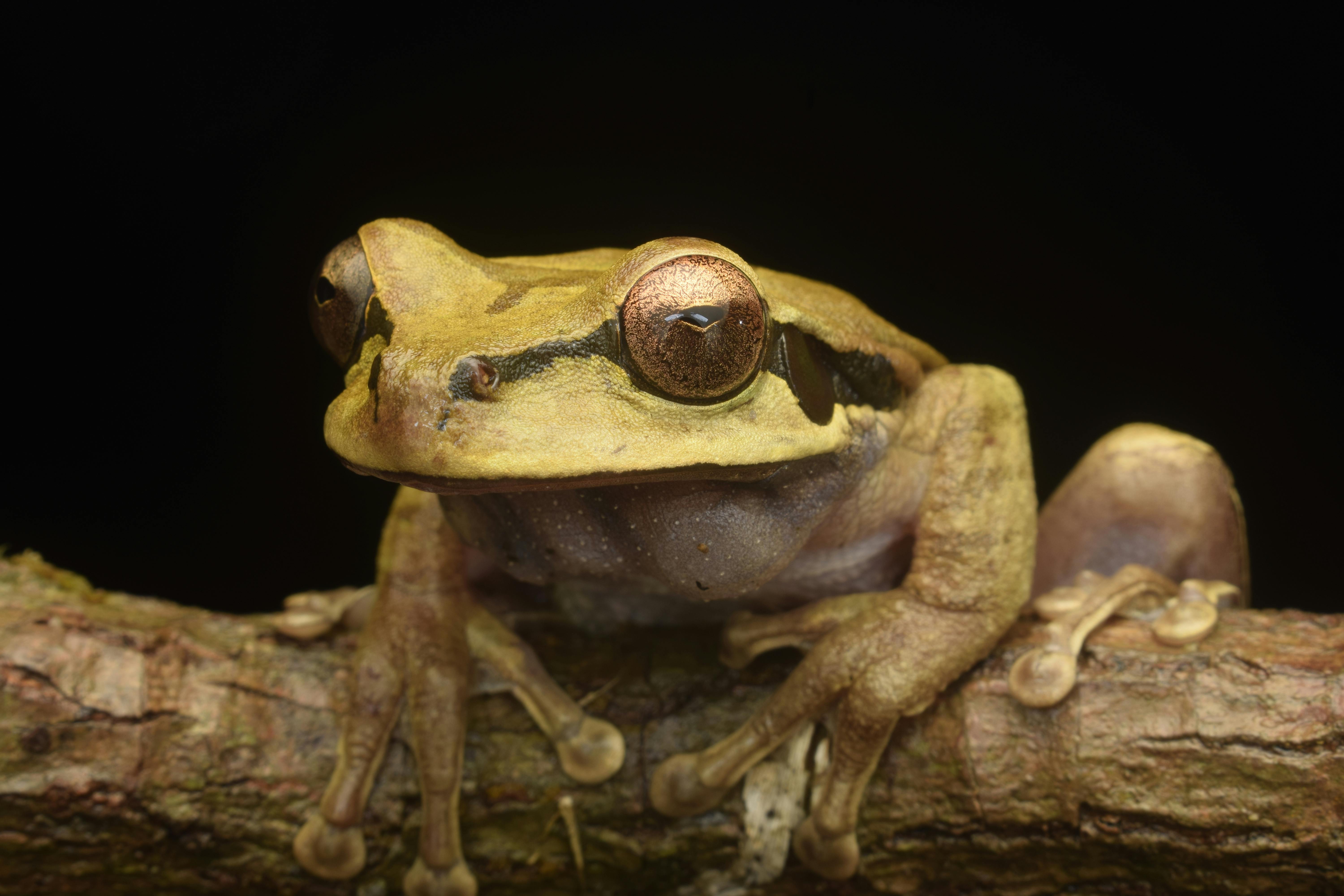 A Close-Up Shot of a Frog · Free Stock Photo