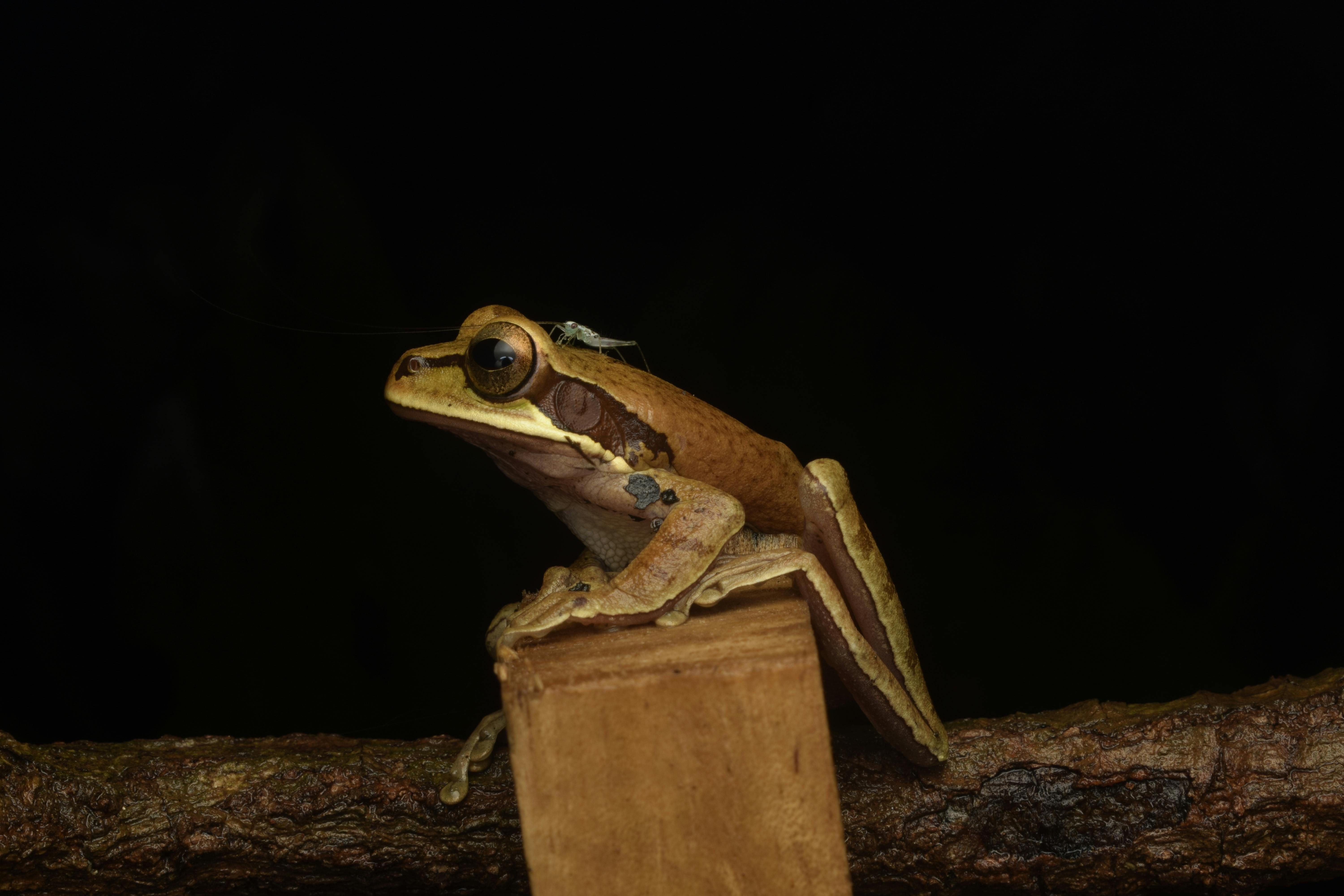 Insect on Frog · Free Stock Photo