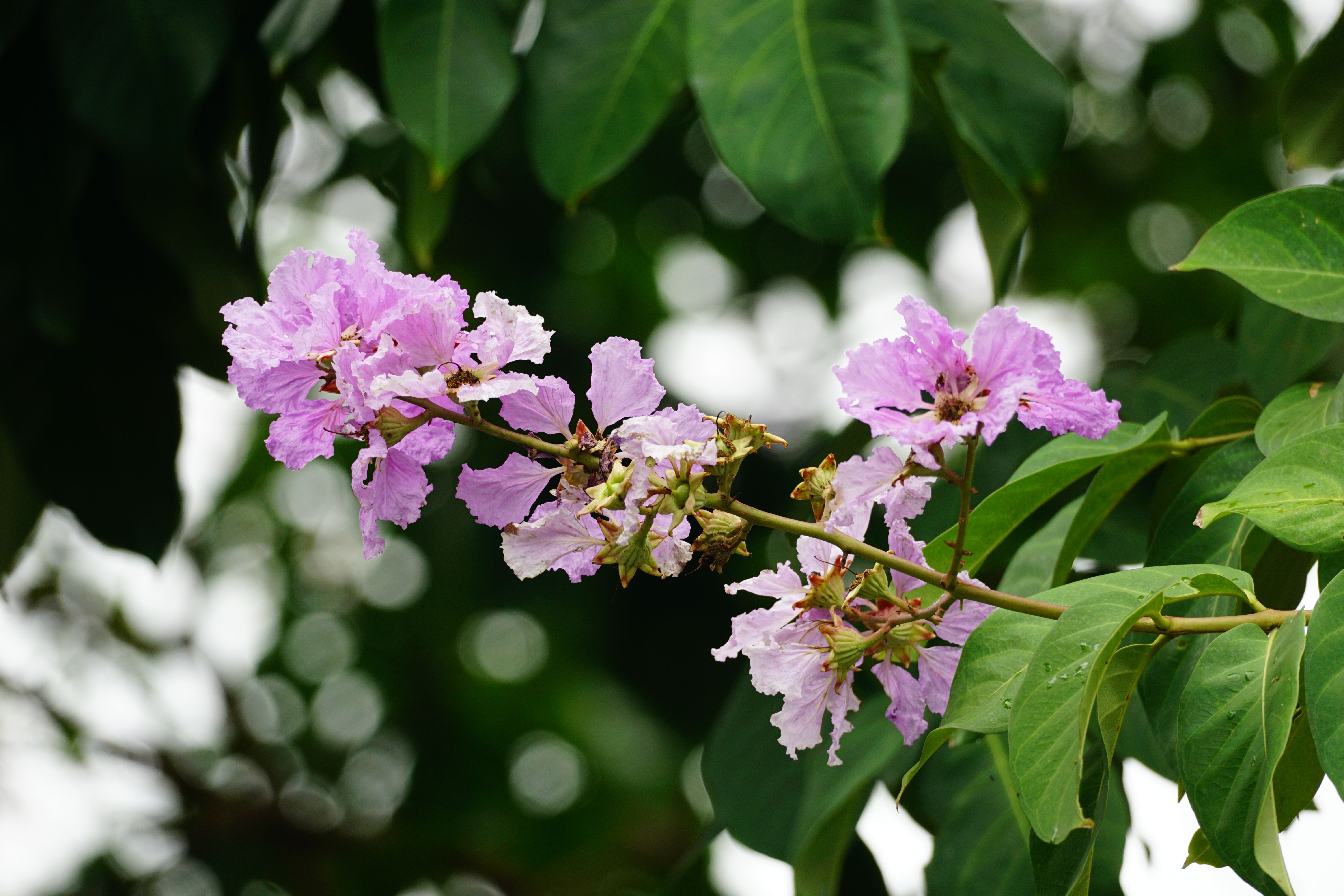 Blossoms of Giant Crepe Myrtle Tree · Free Stock Photo