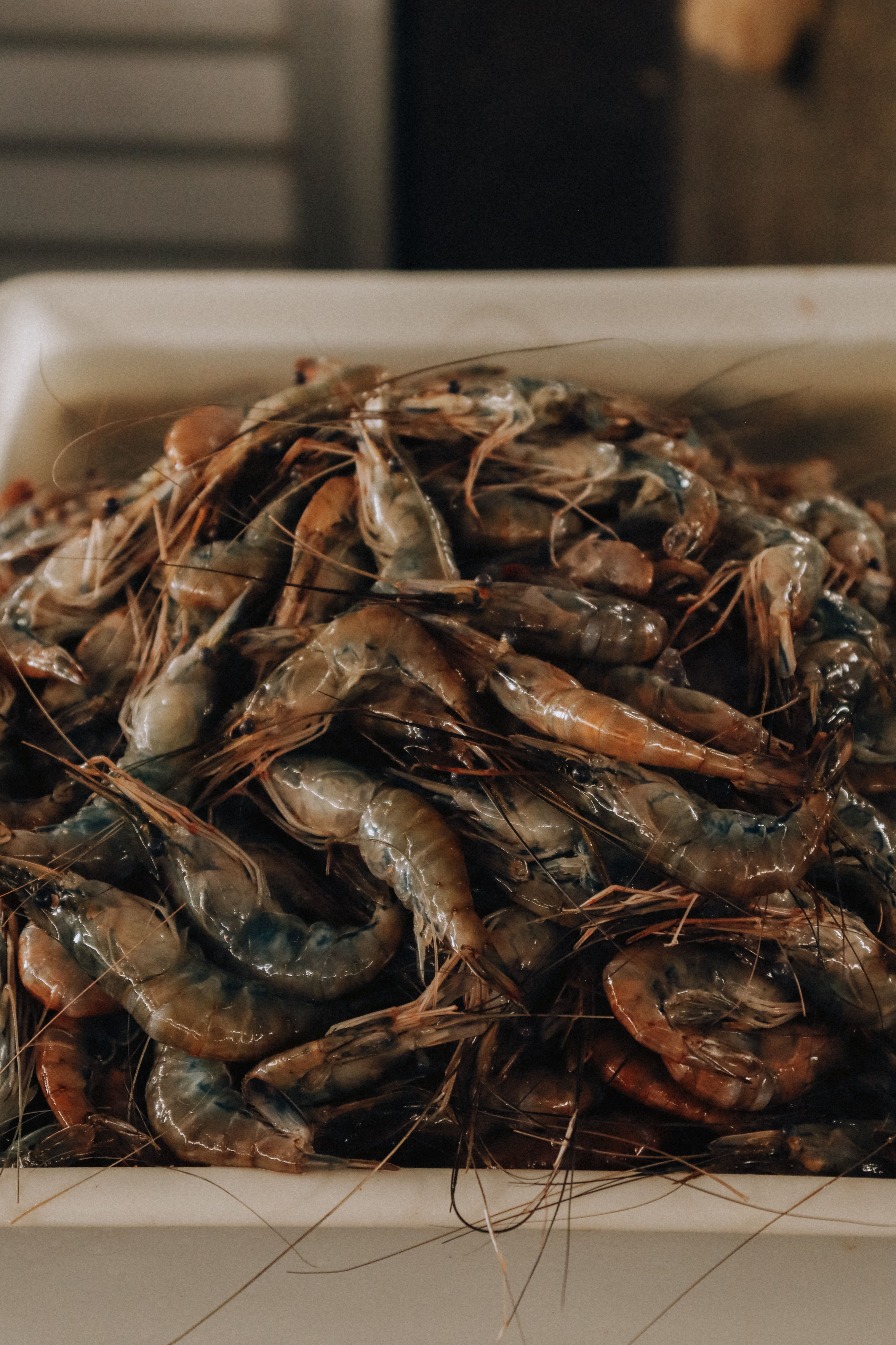 Farming Shrimp Photos, Download The BEST Free Farming Shrimp Stock ...