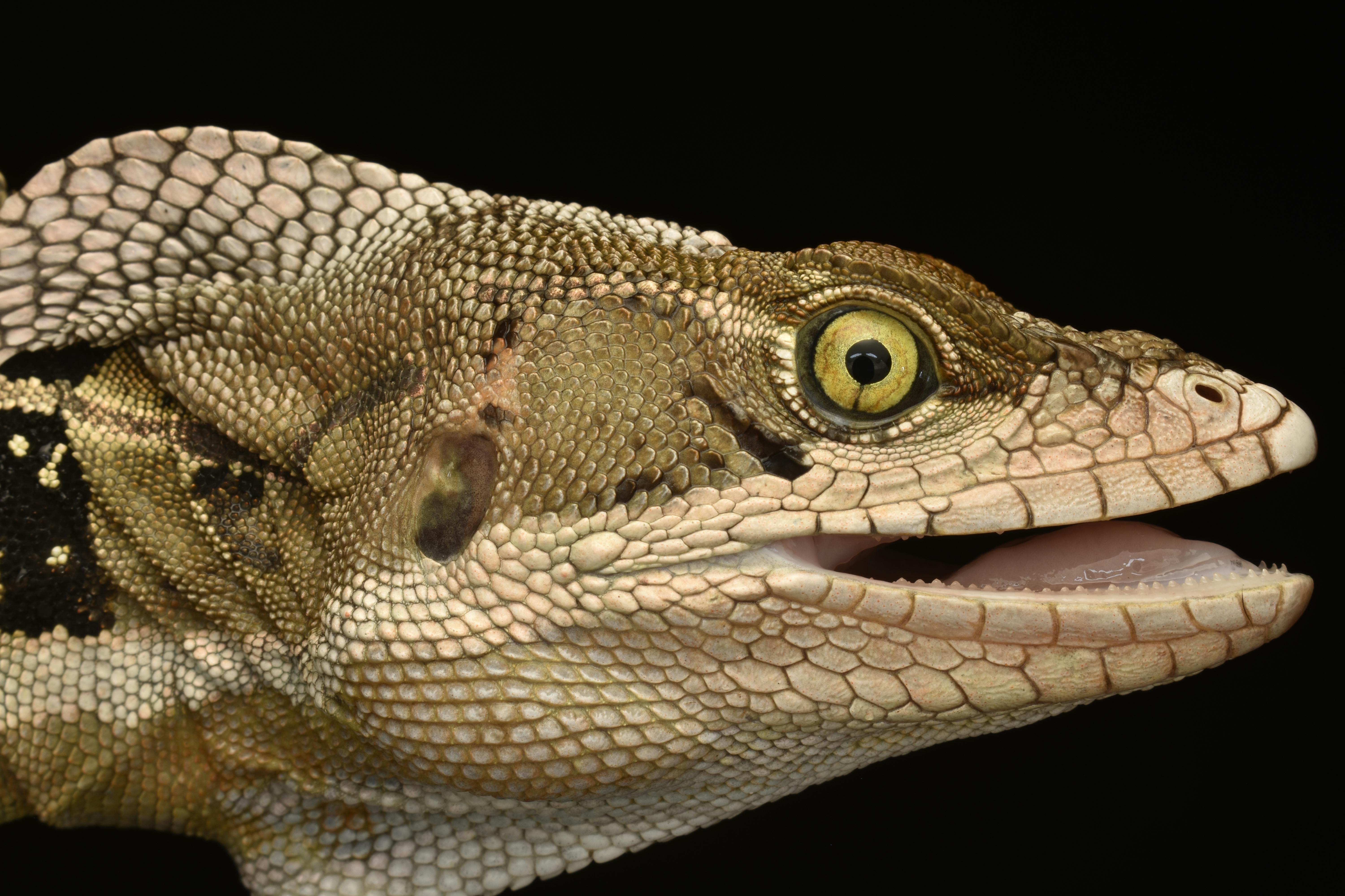 Portrait of Basilisk in Shadow · Free Stock Photo