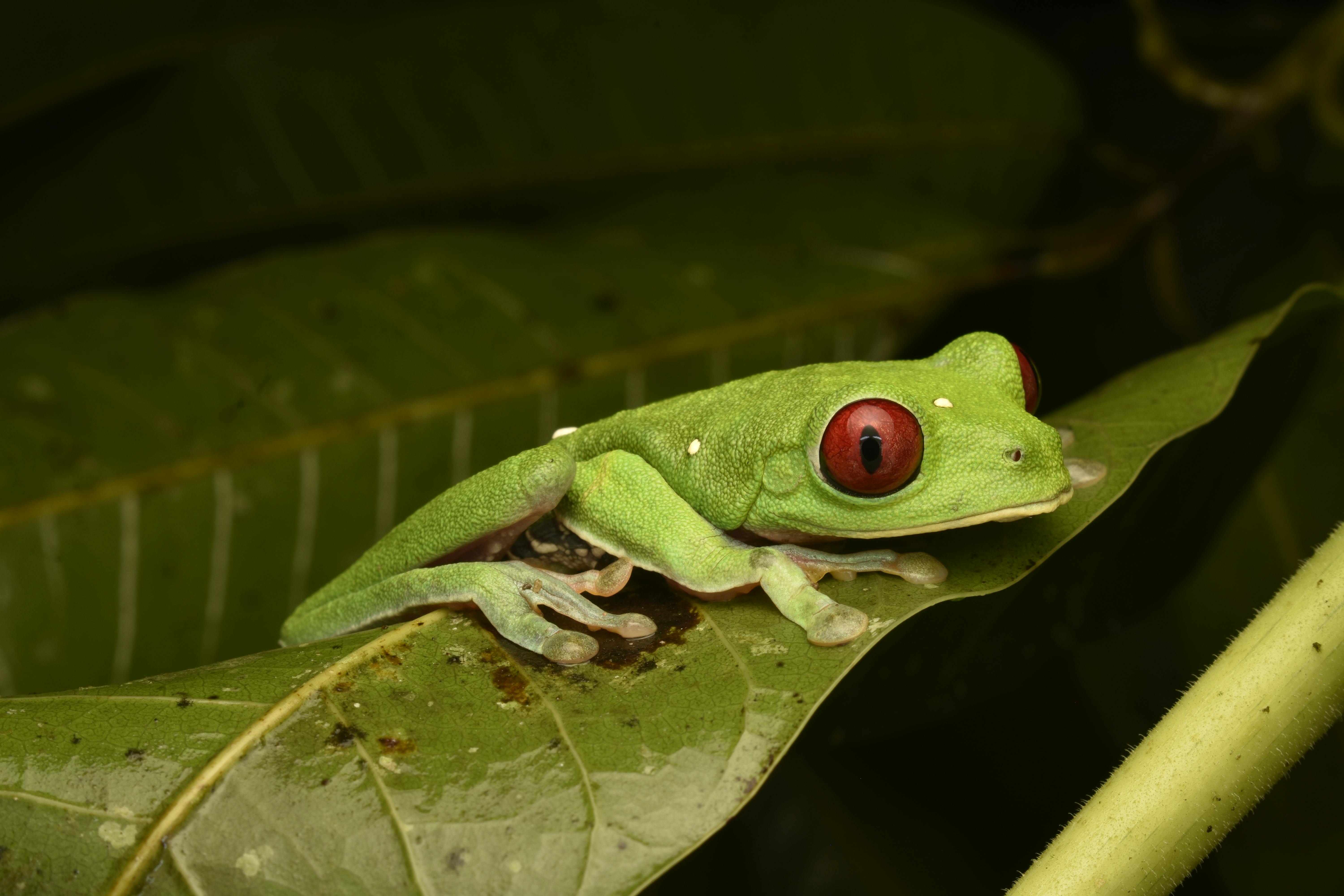 A red eyed tree frog on a leaf · Free Stock Photo