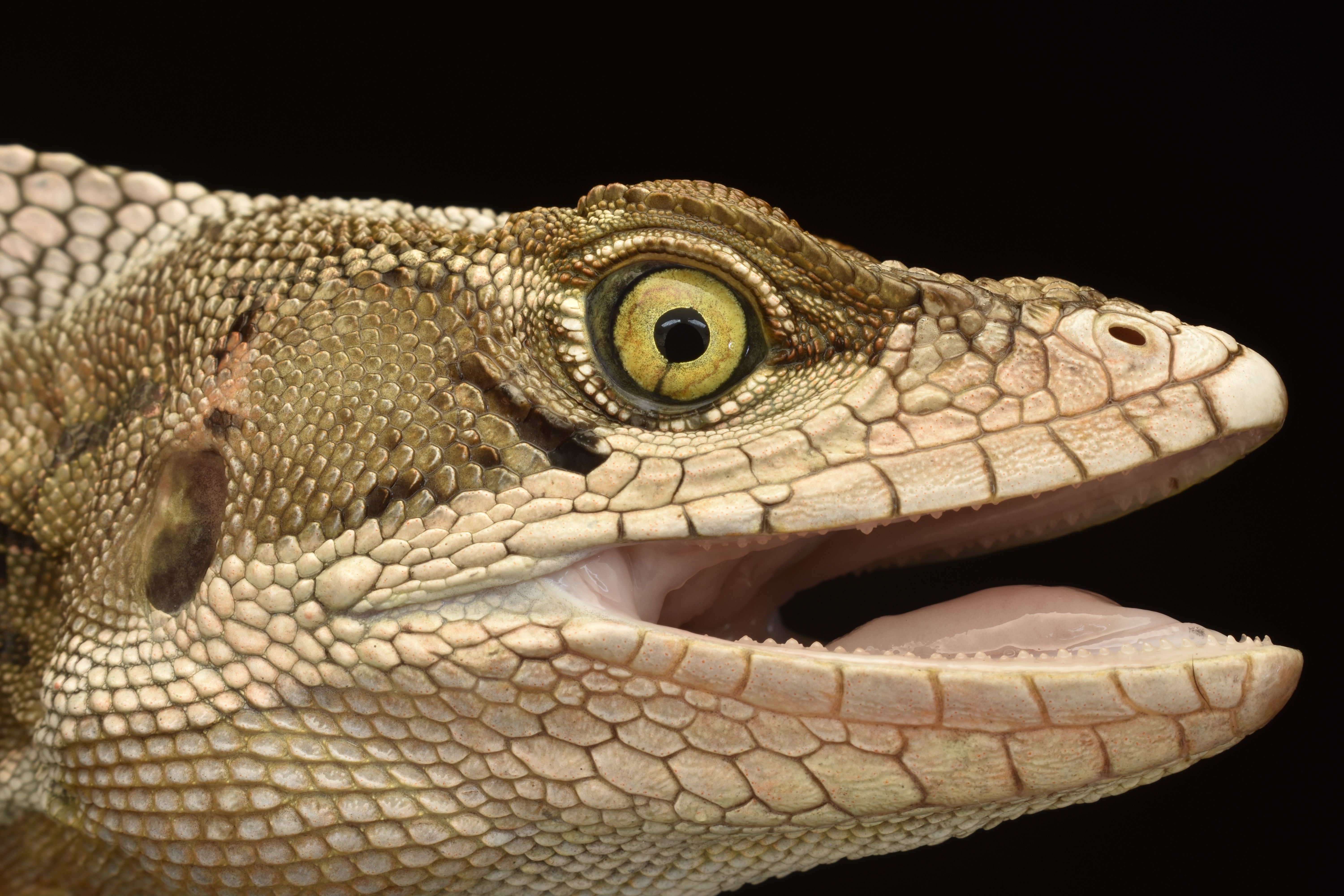 Head of Bush Anole Lizard · Free Stock Photo