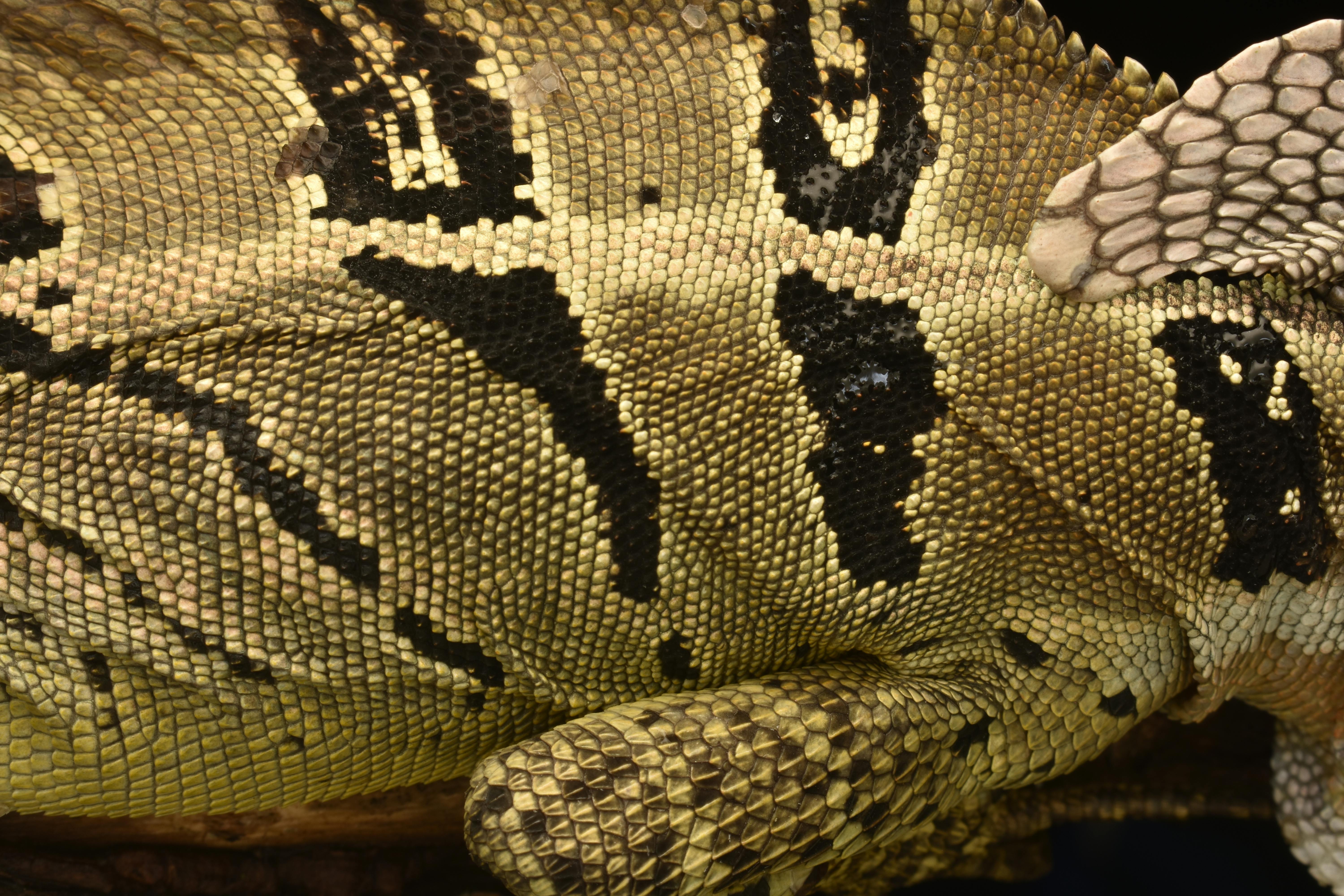 Scales of Bush Anole Lizard · Free Stock Photo