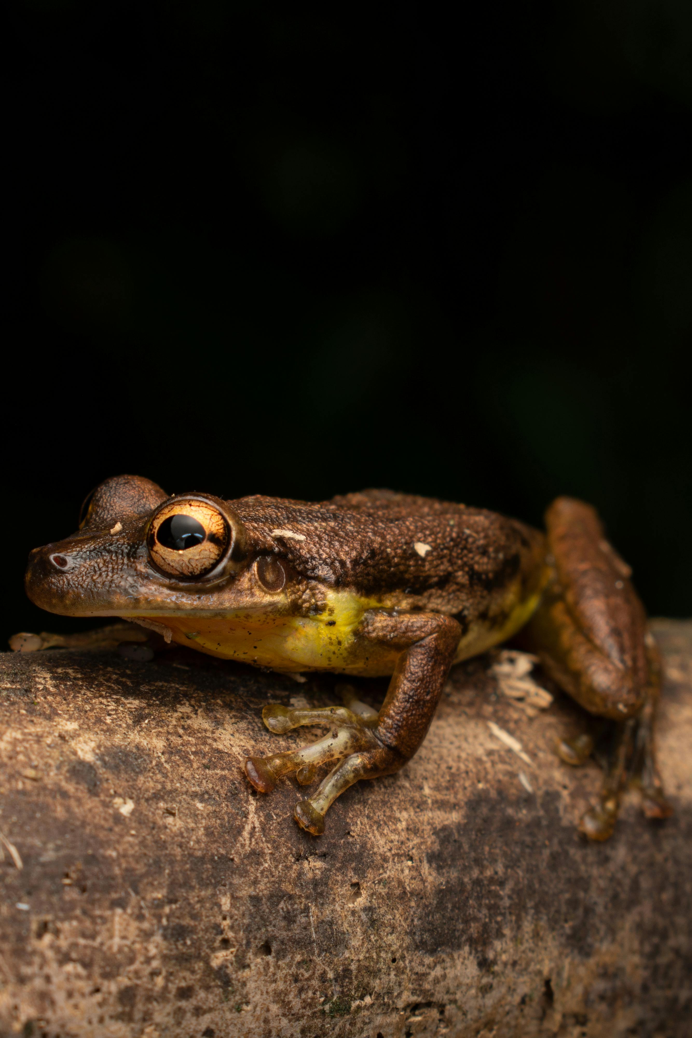 Gray Tree Frog Call Photos, Download The BEST Free Gray Tree Frog Call ...