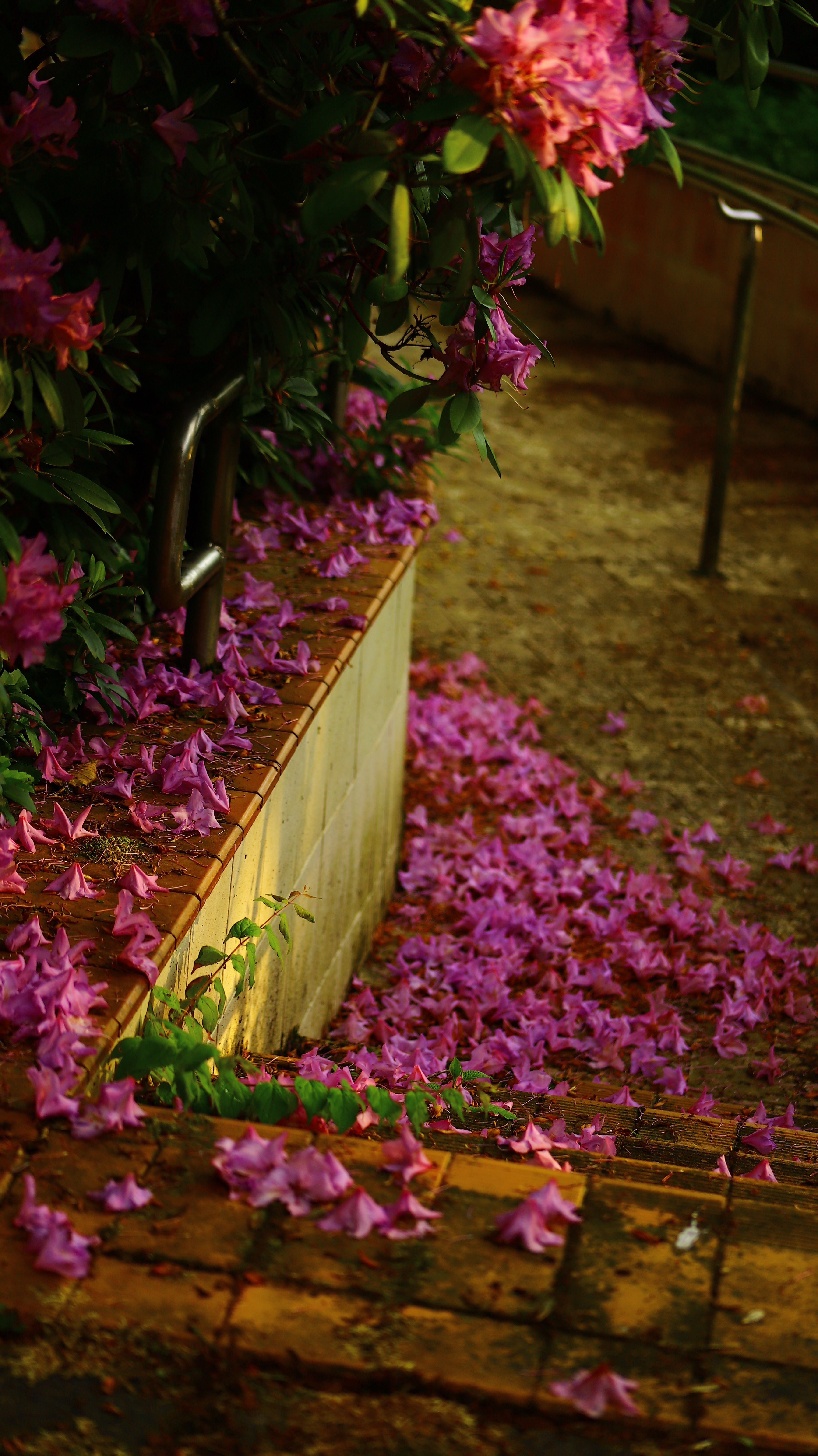 Fallen Purple Flowers on the Ground in a Garden · Free Stock Photo