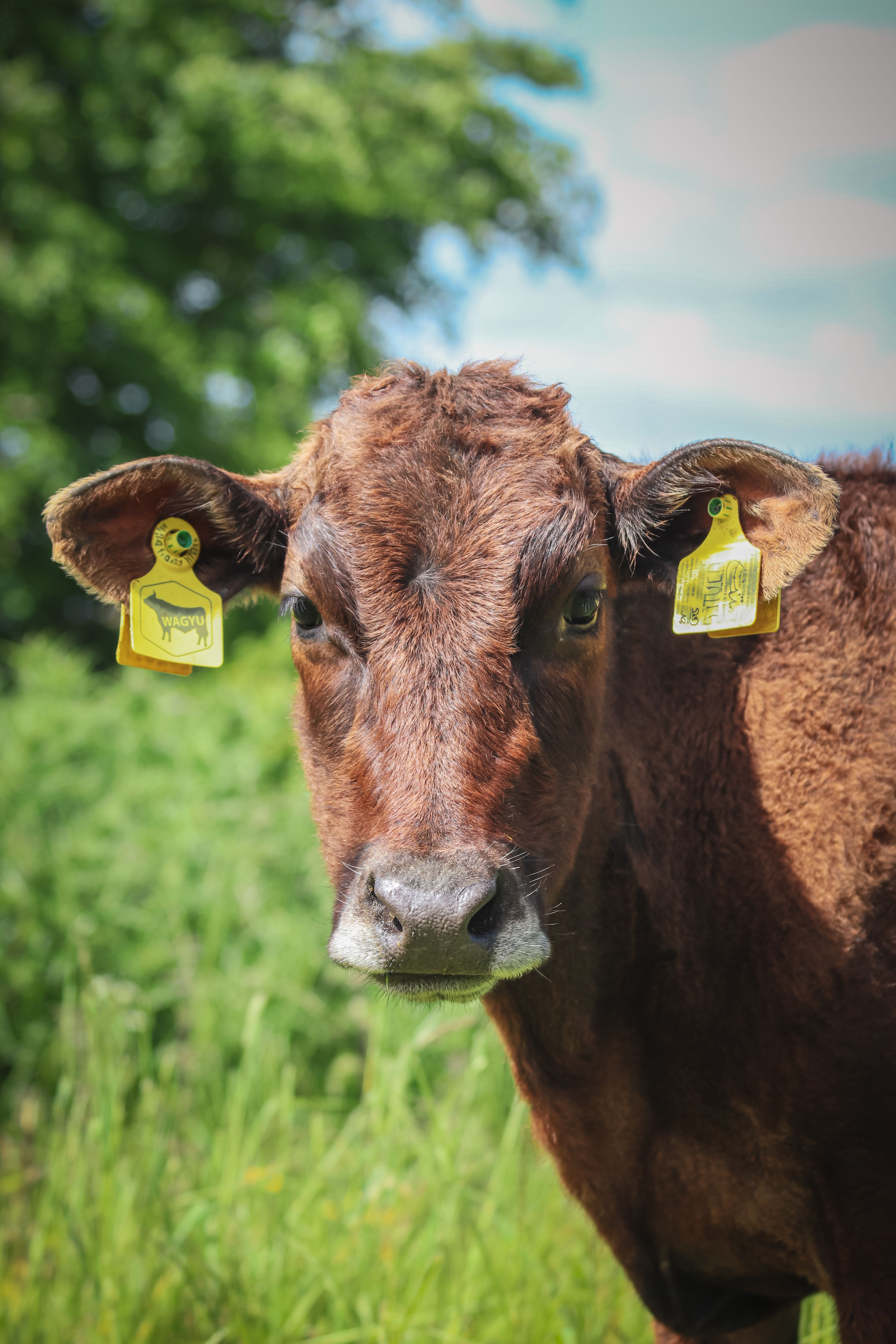 Close-up of the Head of a Cow · Free Stock Photo