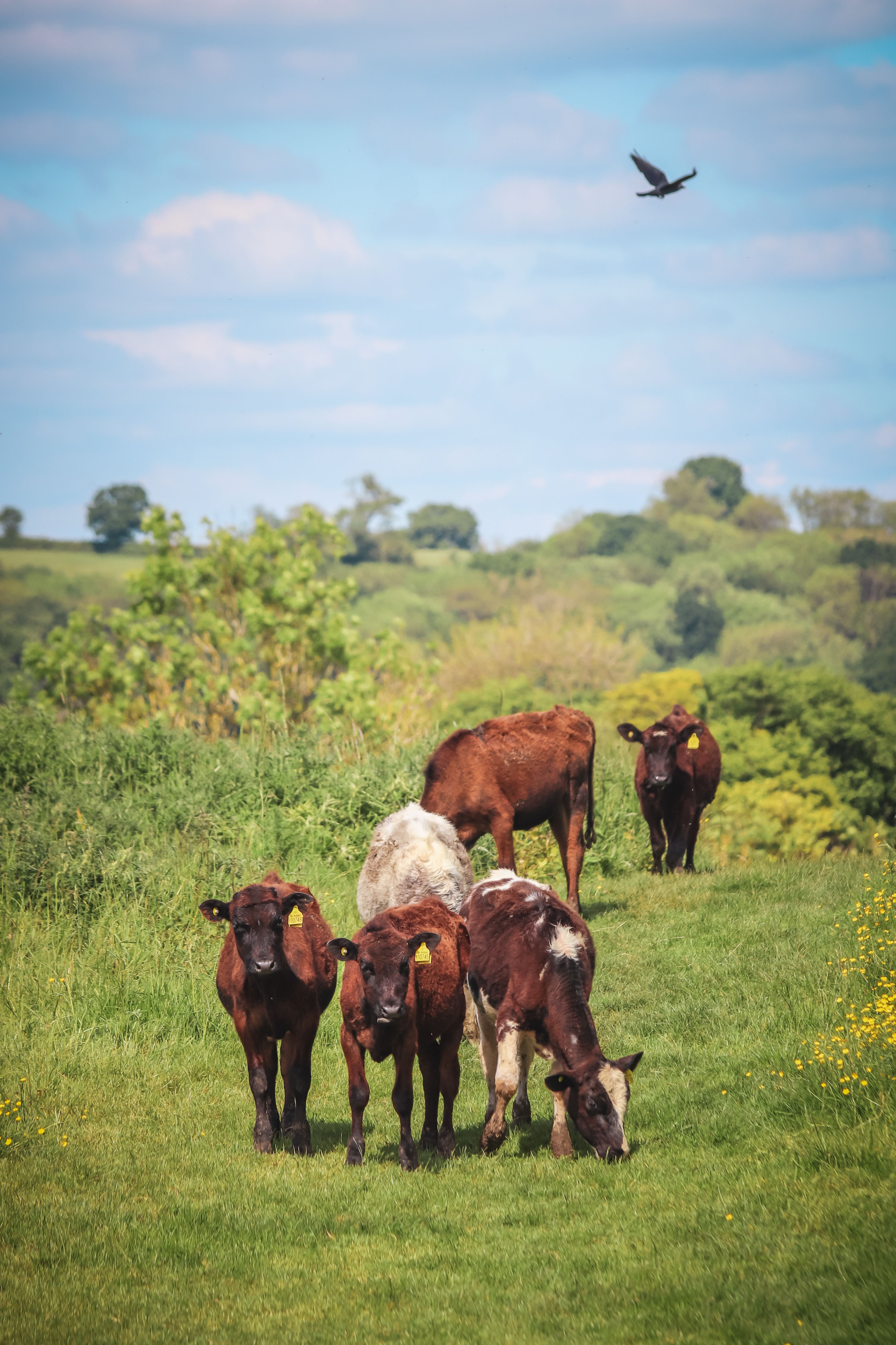 Cows in a Field · Free Stock Photo