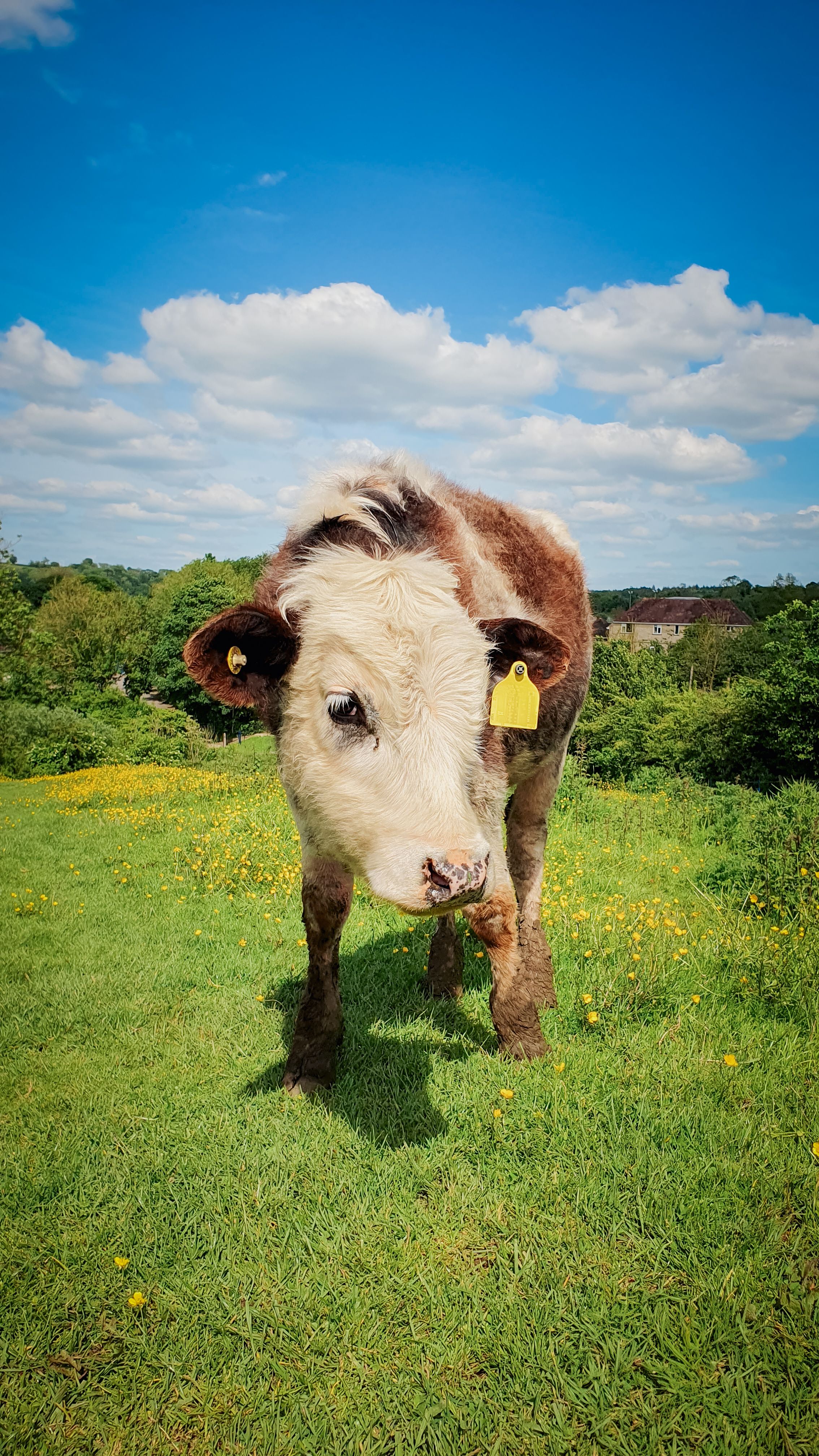 White Cow on Green Grass Field · Free Stock Photo
