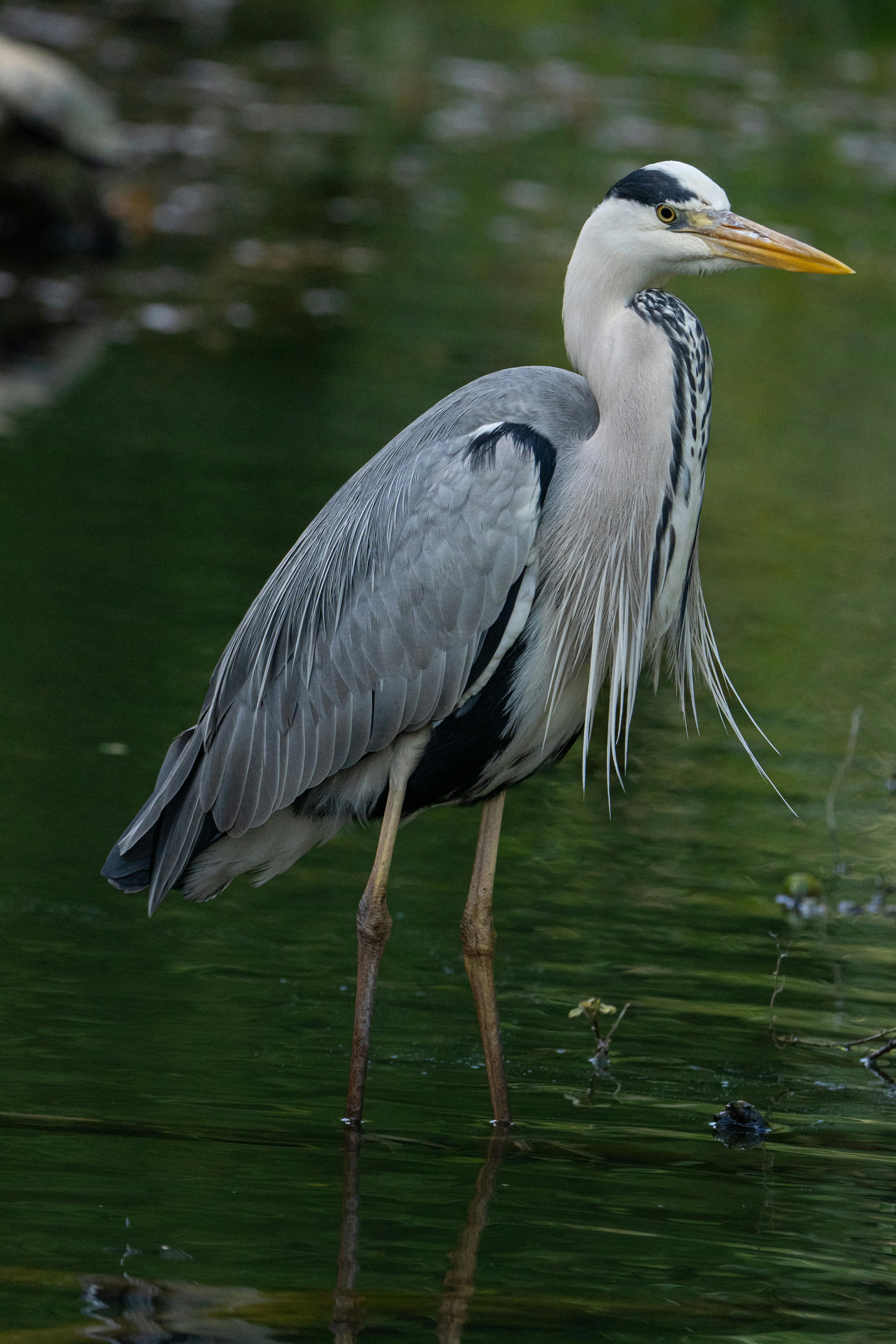 Heron Star Kleding Photos, Download The BEST Free Heron Star Kleding ...