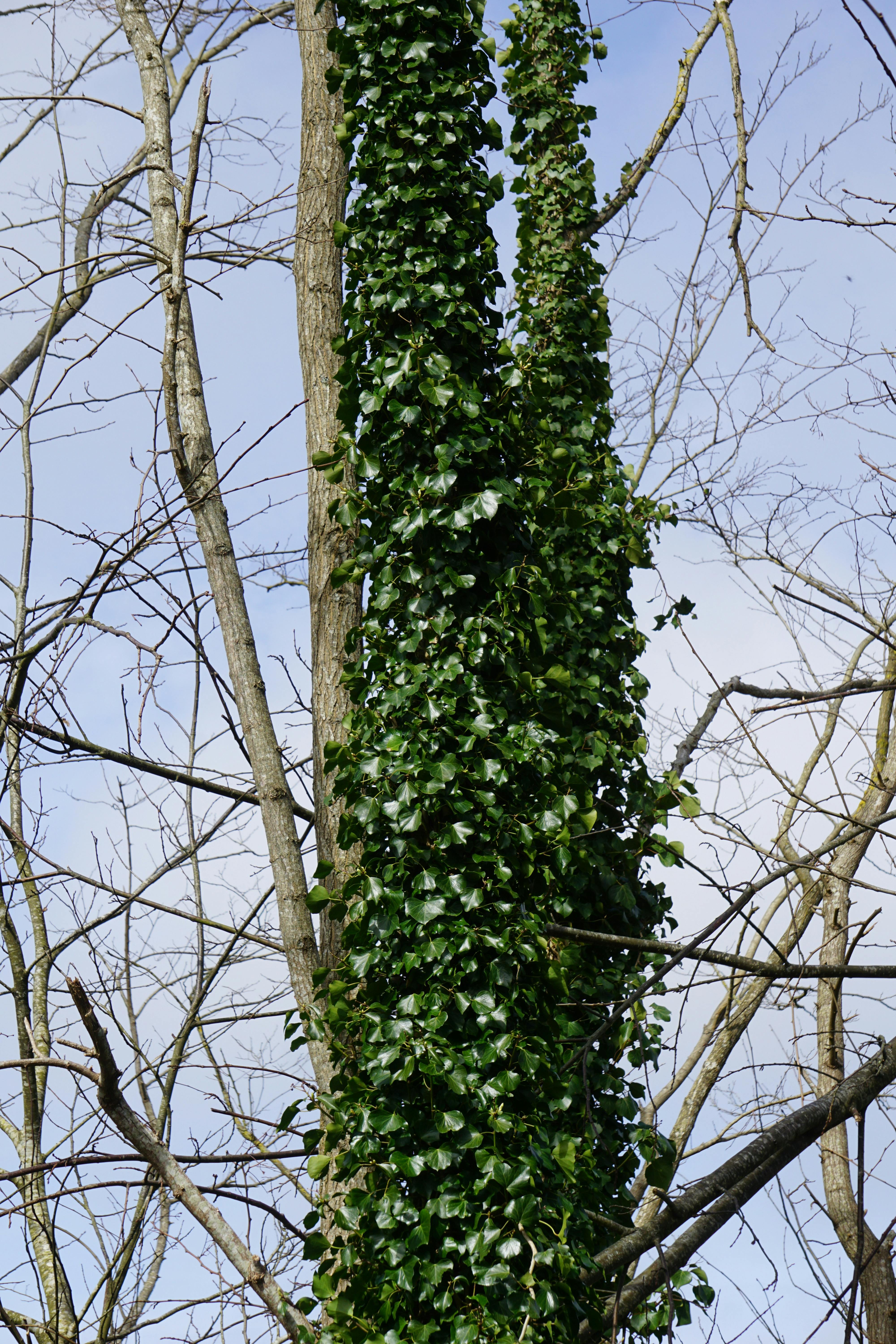 Lierre grimpant sur un arbre . · Free Stock Photo