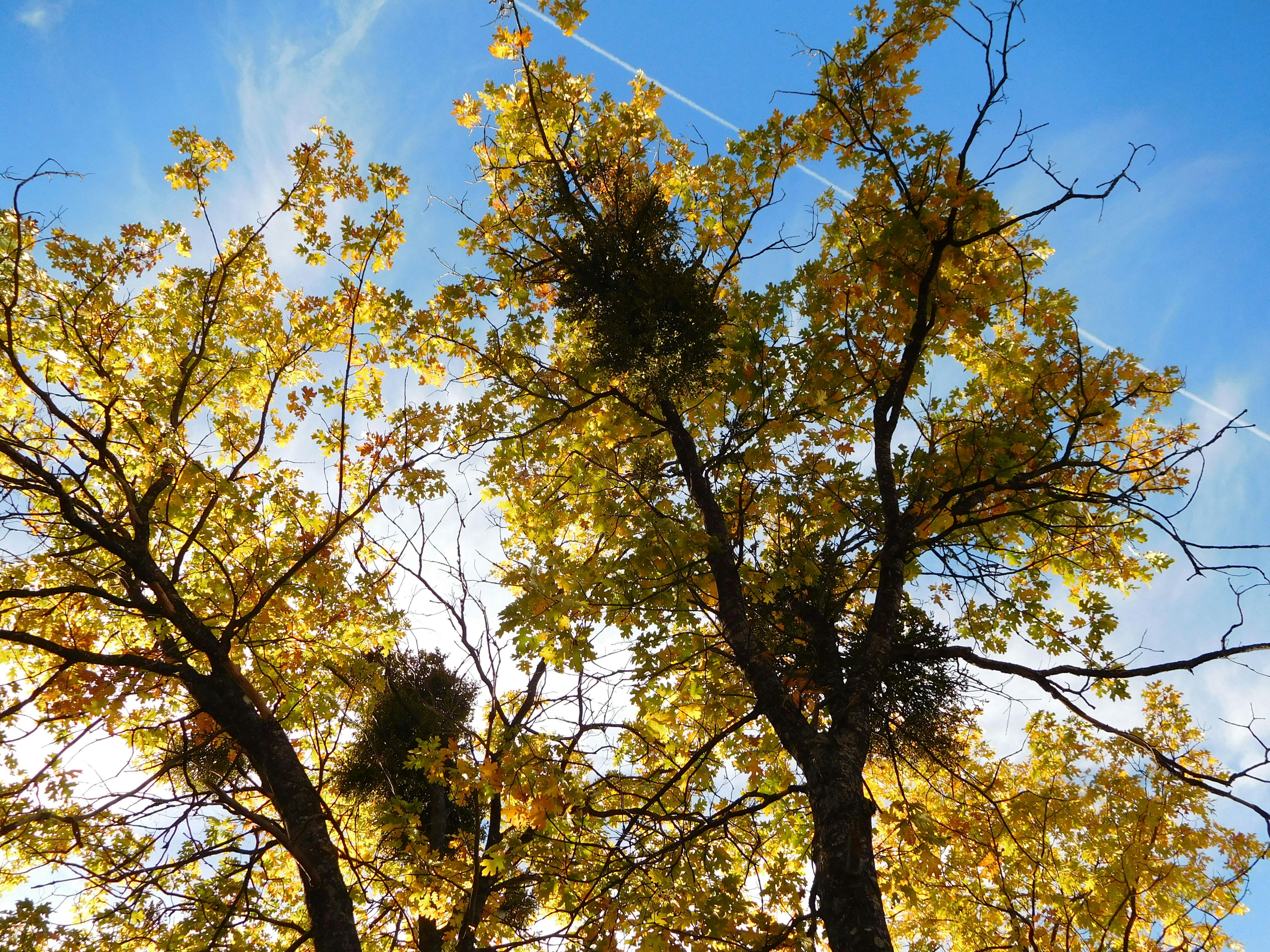 Low Angle View of Tree · Free Stock Photo