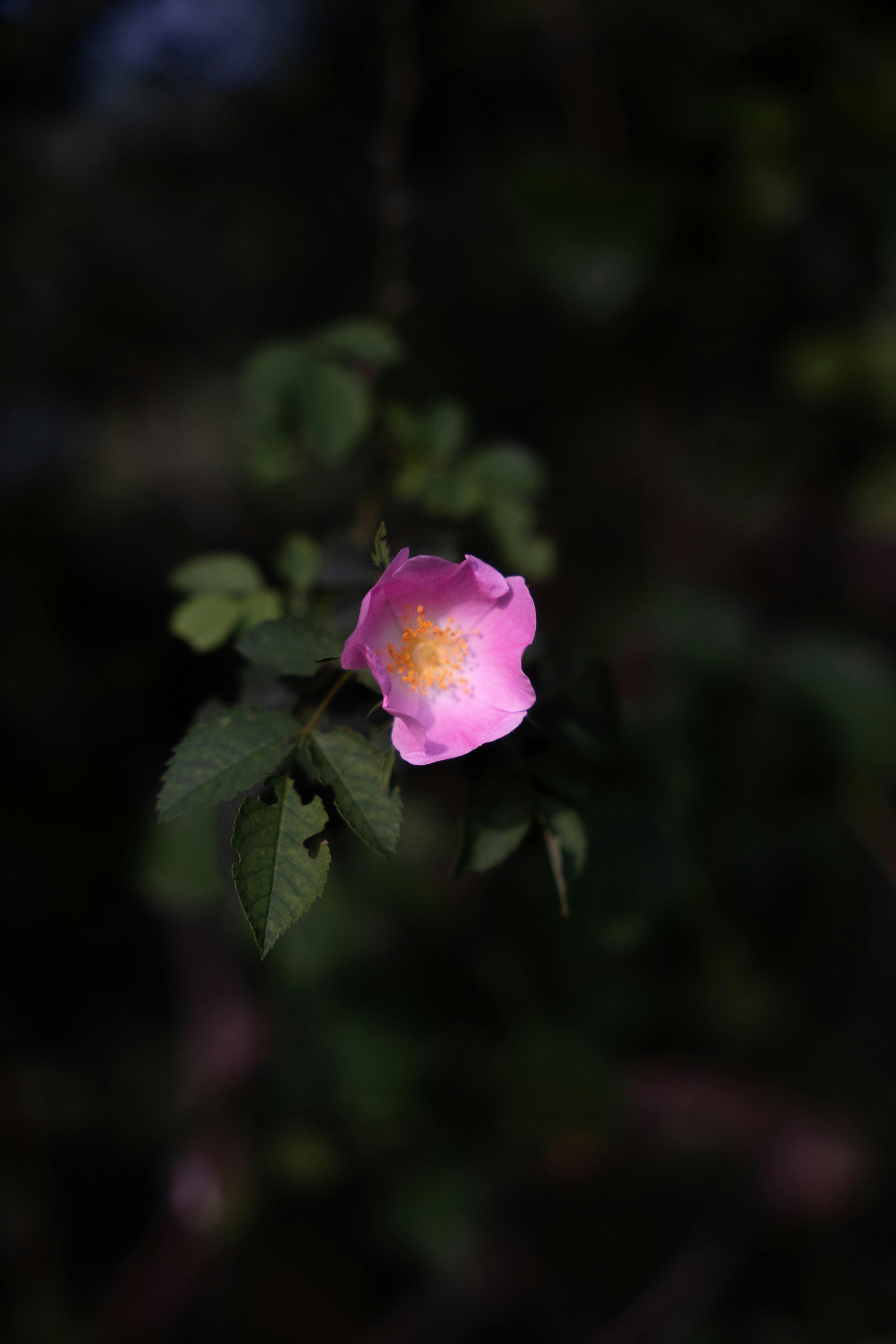 Closeup of Wild Prairie Rose with Pink Petals · Free Stock Photo