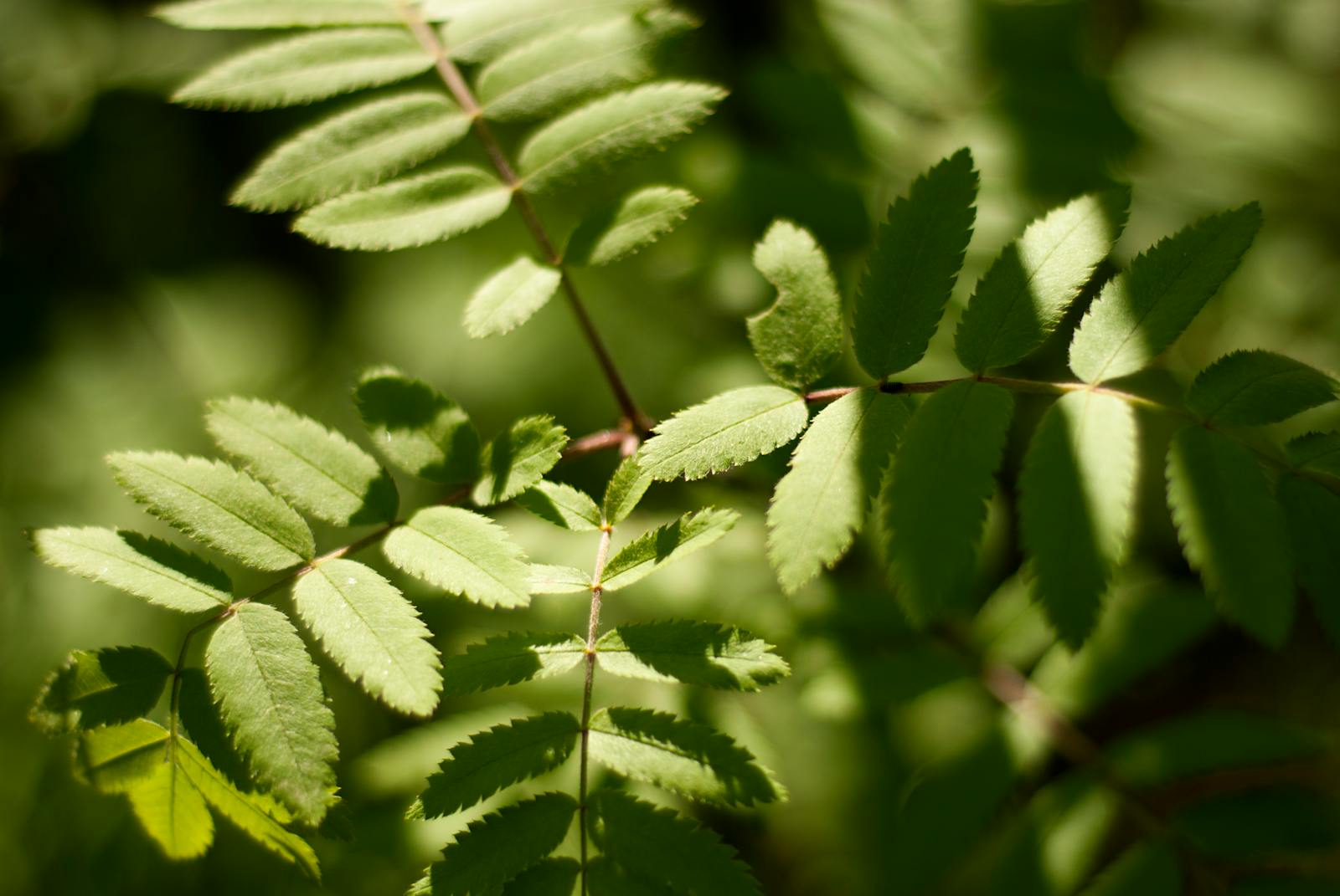 Rowan Tree Photos, Download The BEST Free Rowan Tree Stock Photos & HD ...
