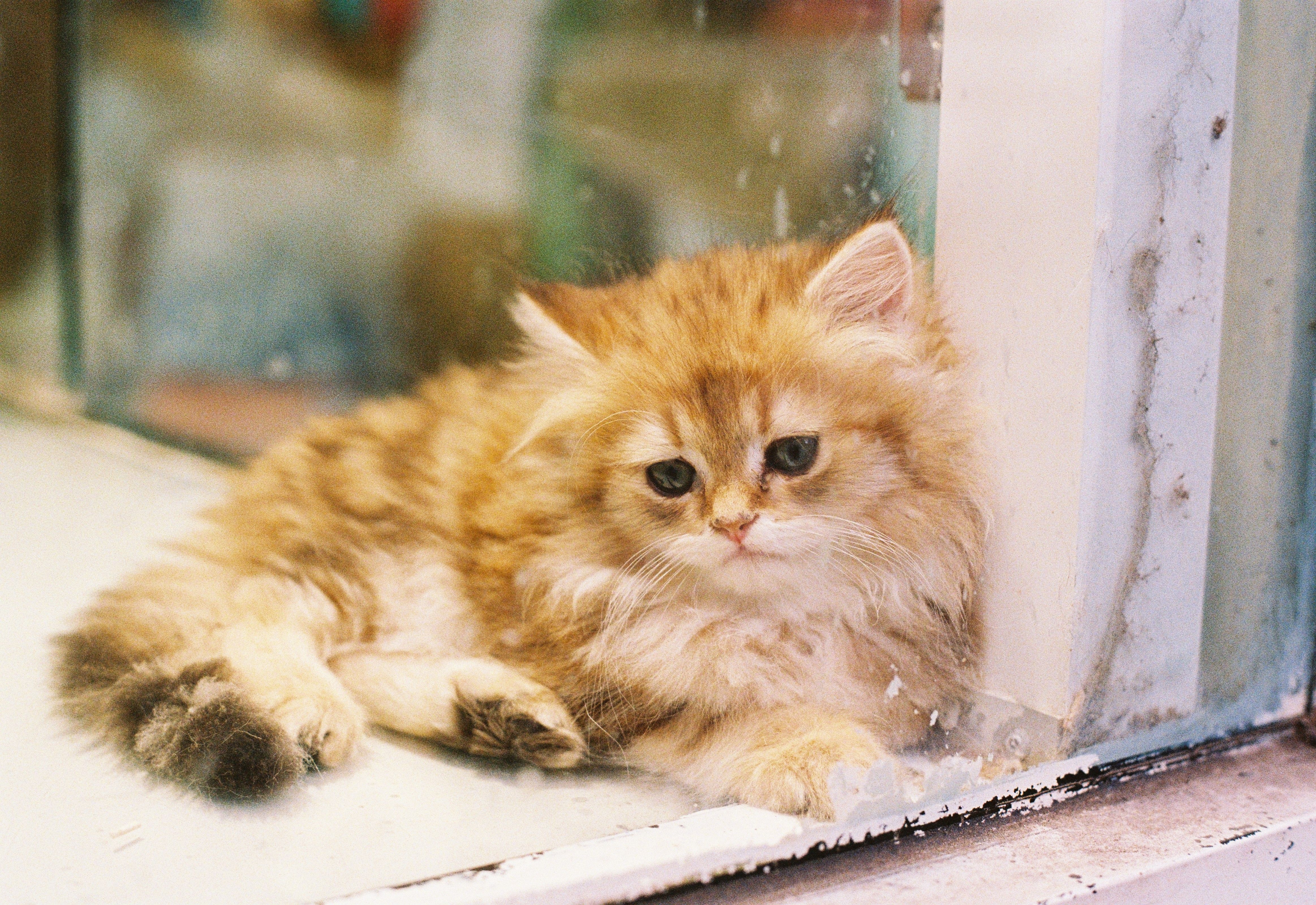 Adorable Sad Kitten · Free Stock Photo