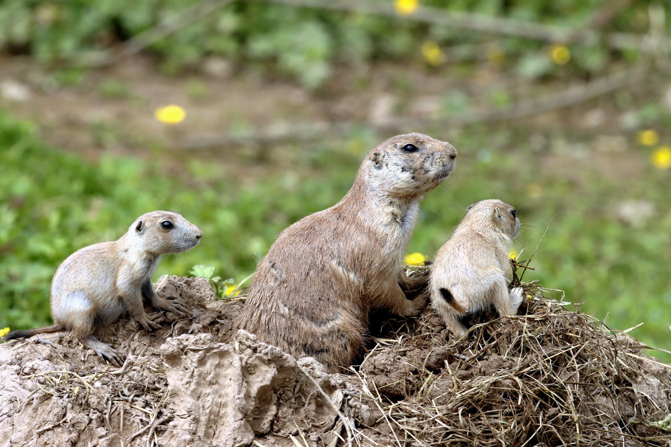 Are Prairie Dogs Legal Pets in Your State: A Guide