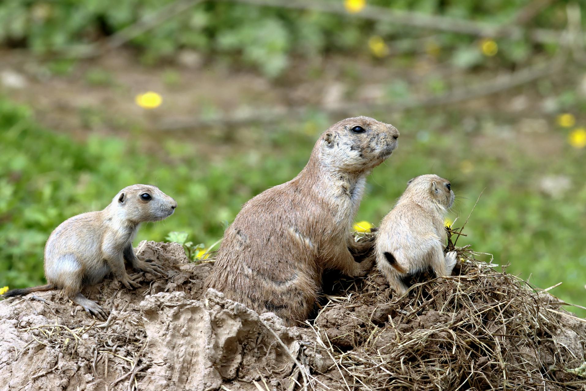 Are Prairie Dogs Legal Pets in Your State: A Guide