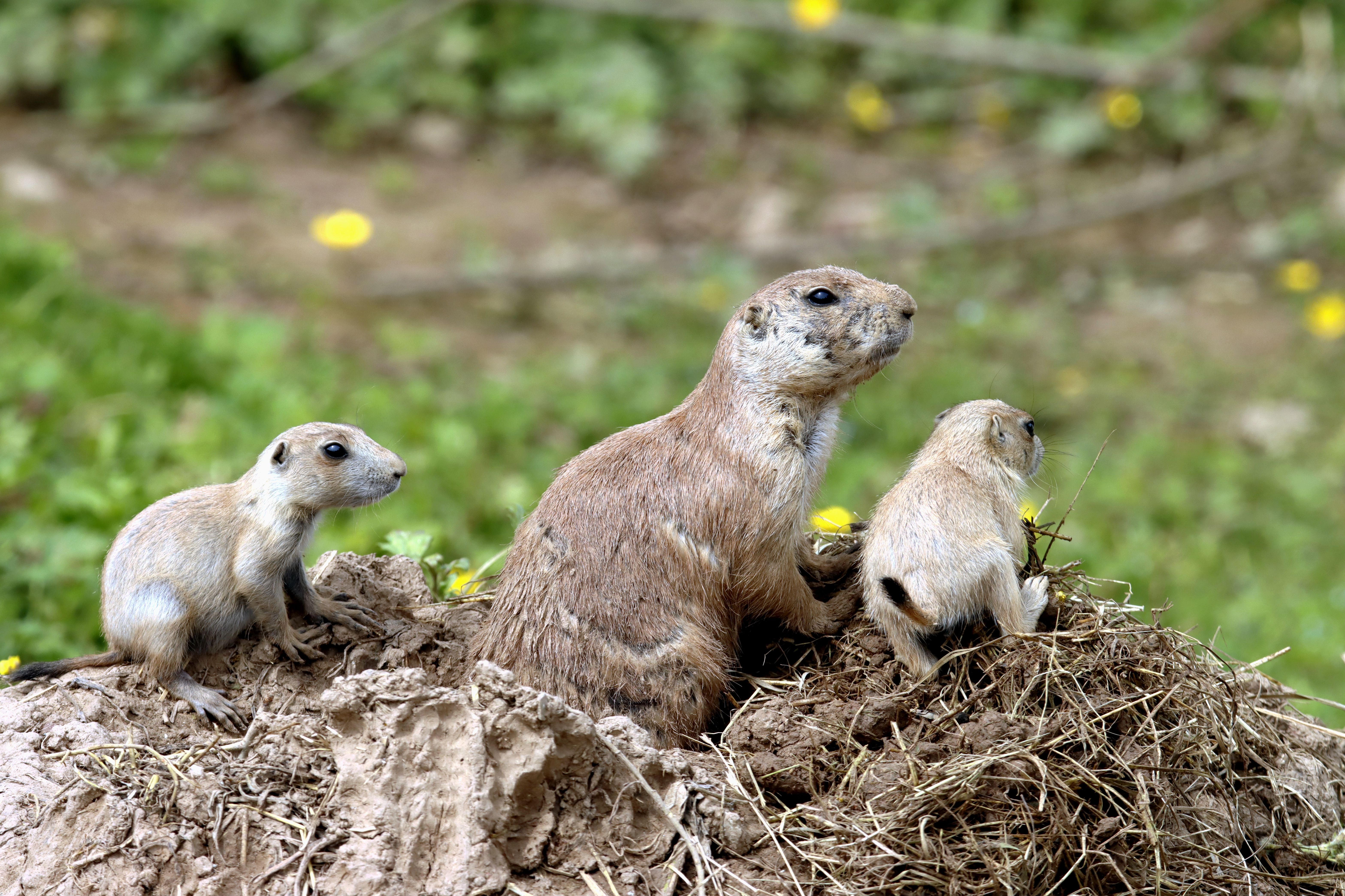 Close-up of Prairie Dog Mother with Pups · Free Stock Photo